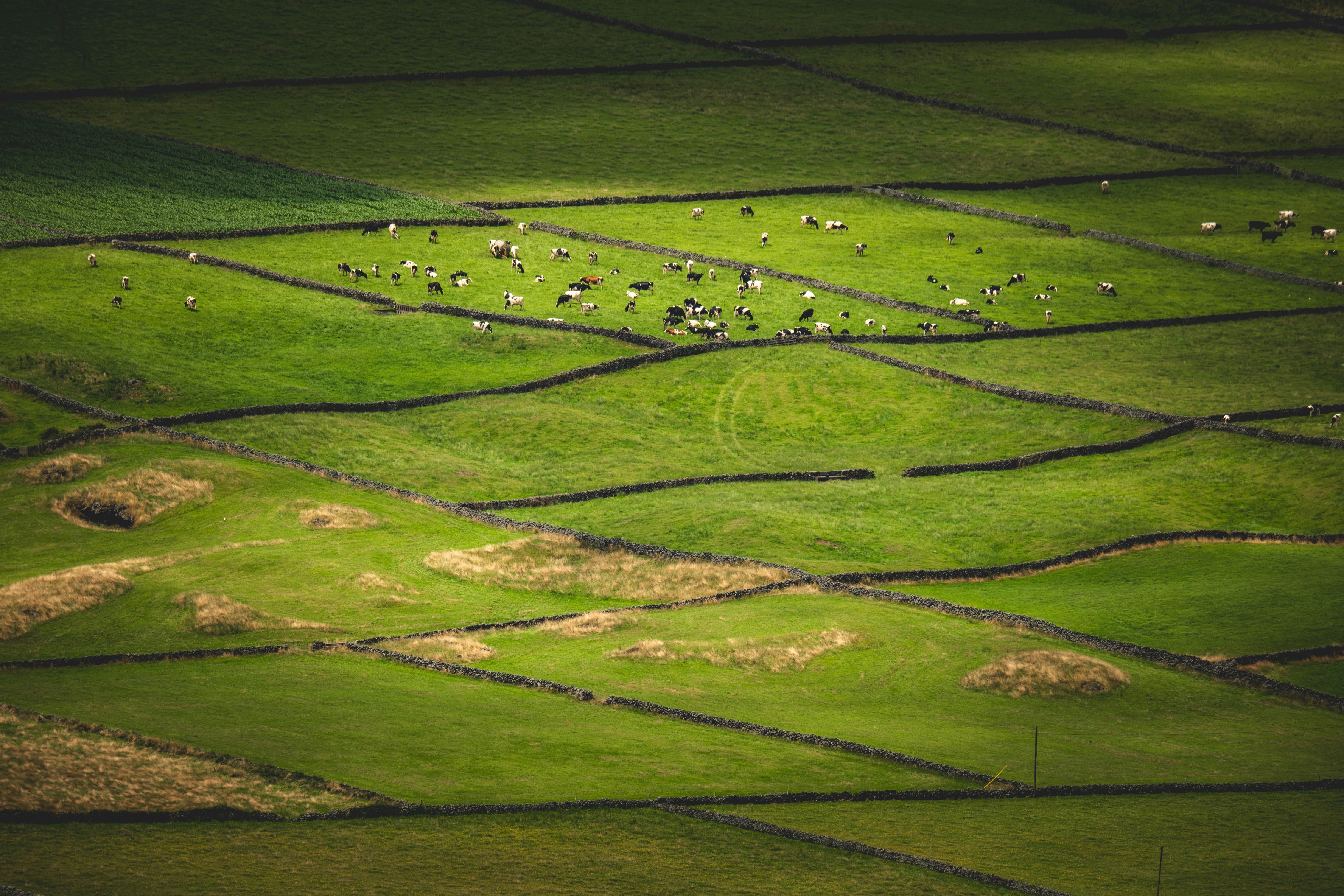 Patchwork Pastures: Aerial Greens Weaving Across Stone Fences