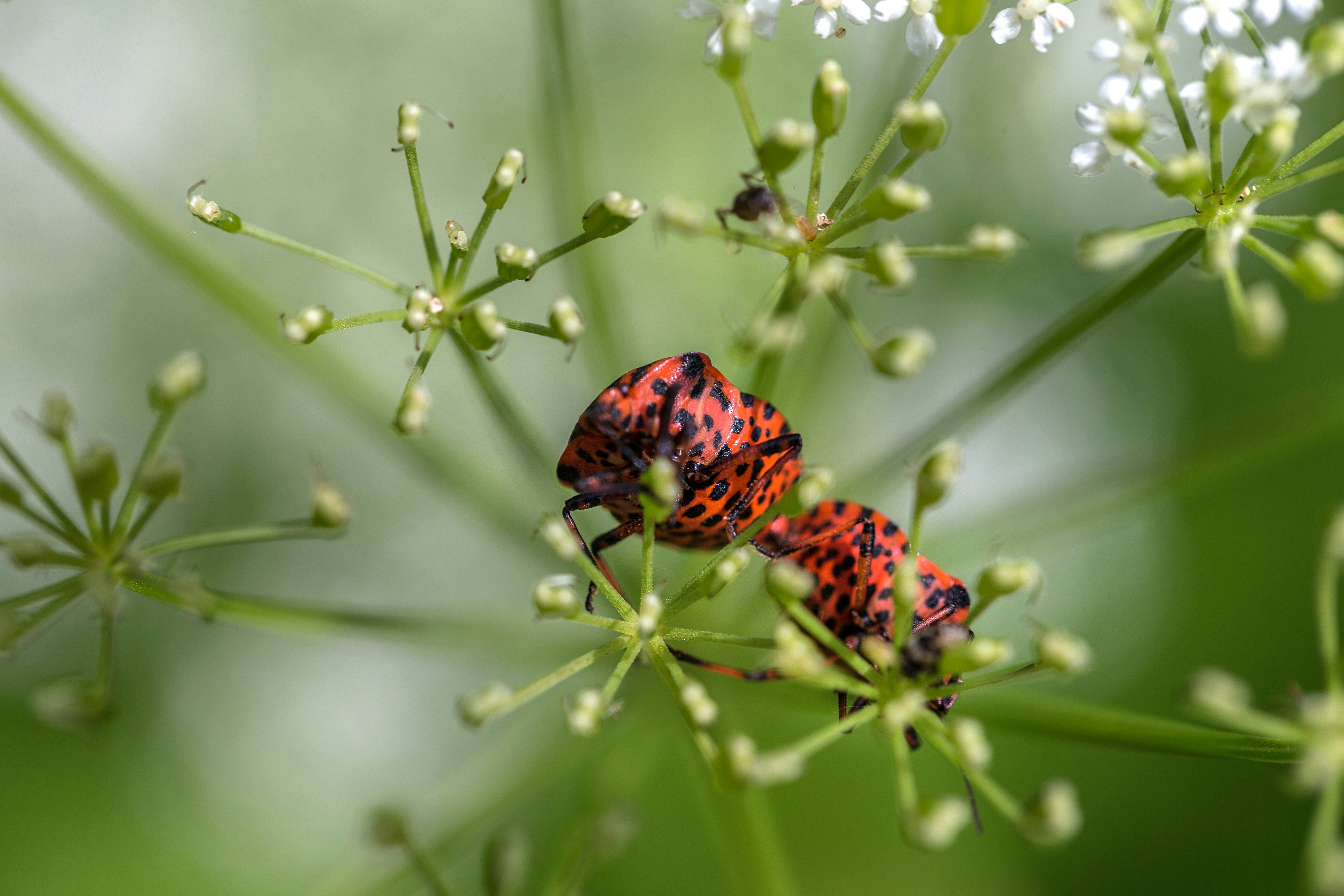 Thanks for using my photo from Unsplash! If you’d like to credit, a backlink to www.sulyokimaging.ro would be amazing! | Two red bugs on a green plant