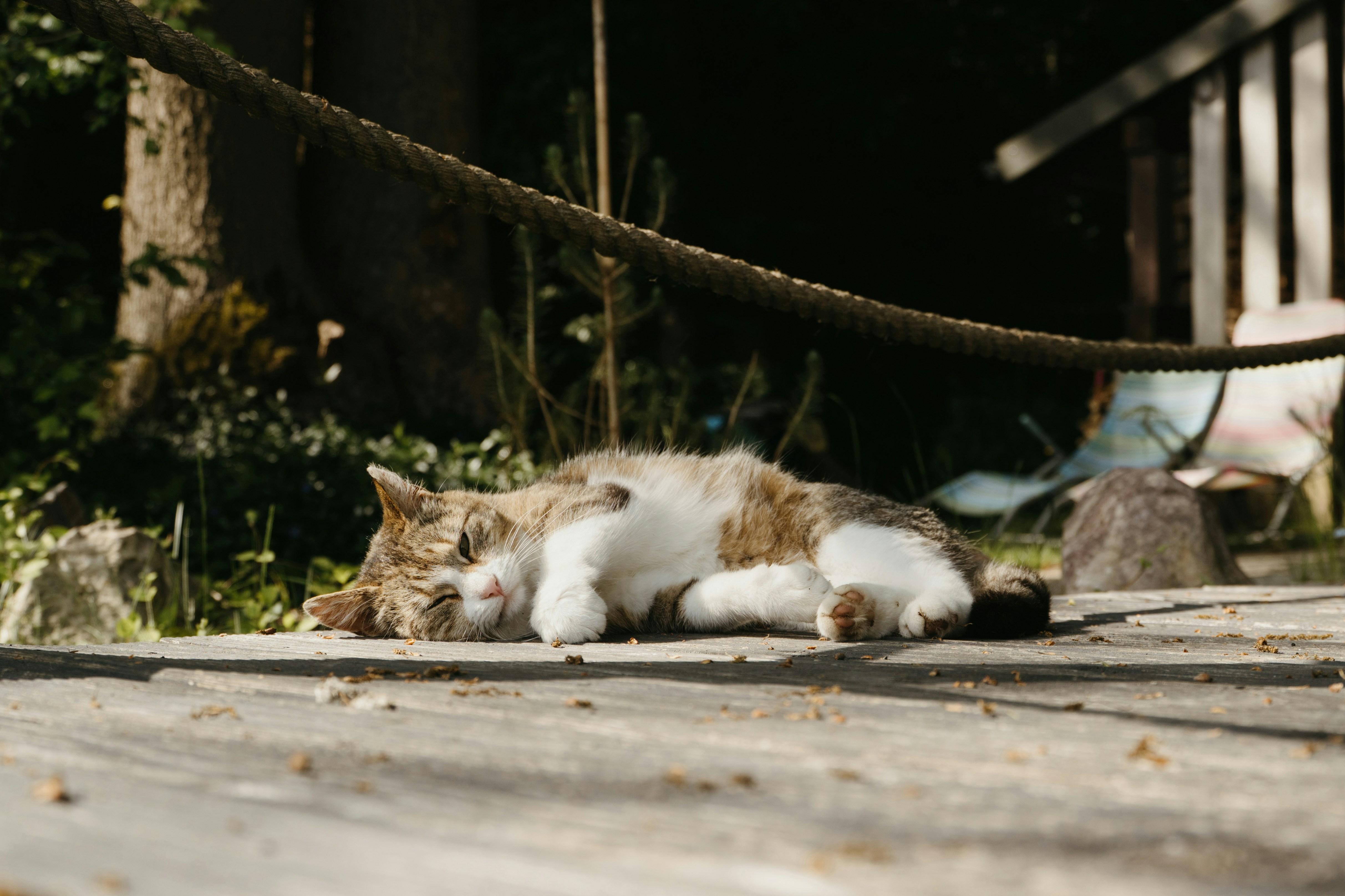 A tabby cat rests on a wooden deck in sunlight.