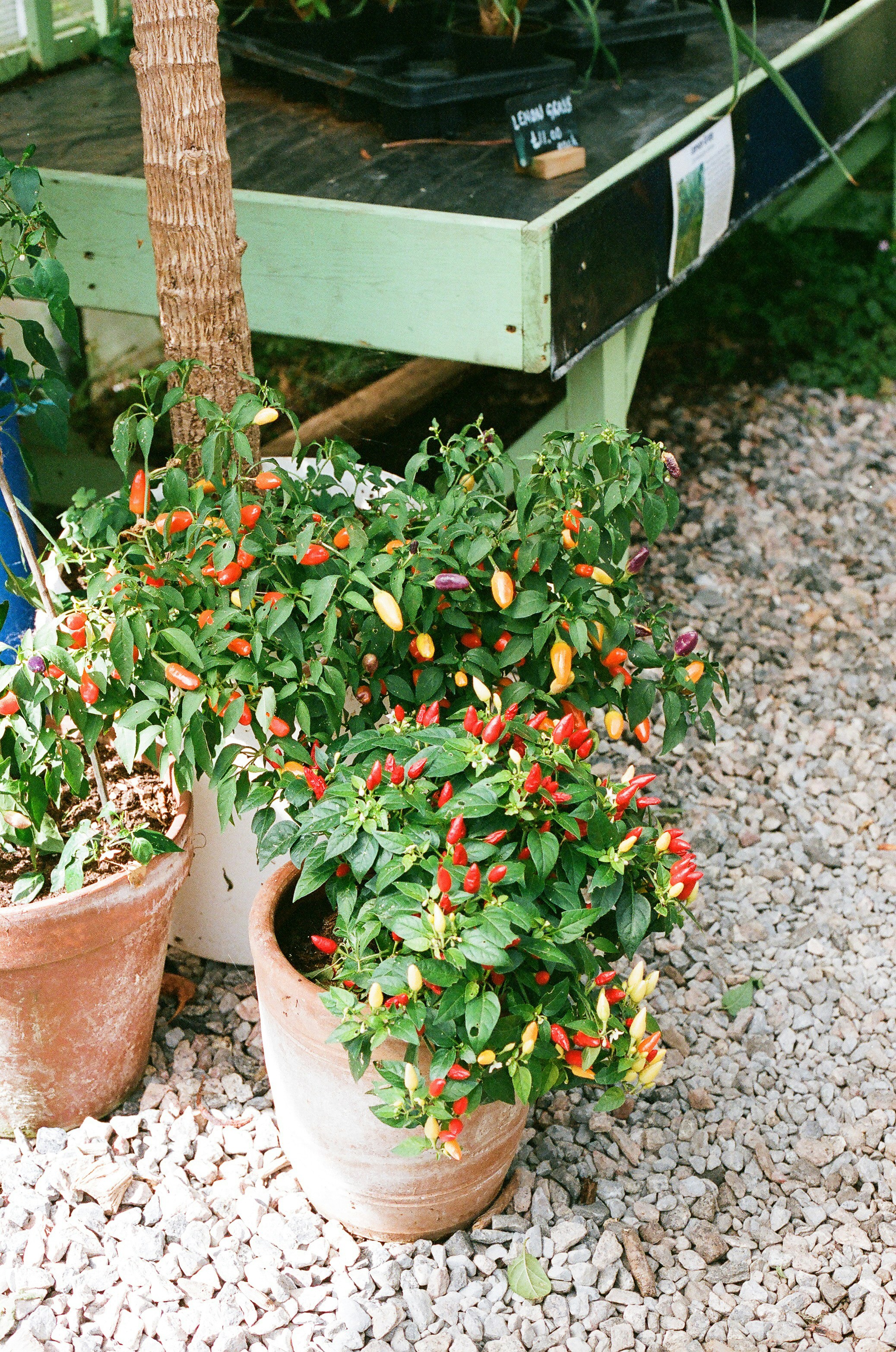 Potted chili plants with colorful ripe peppers. photo – Free Film ...