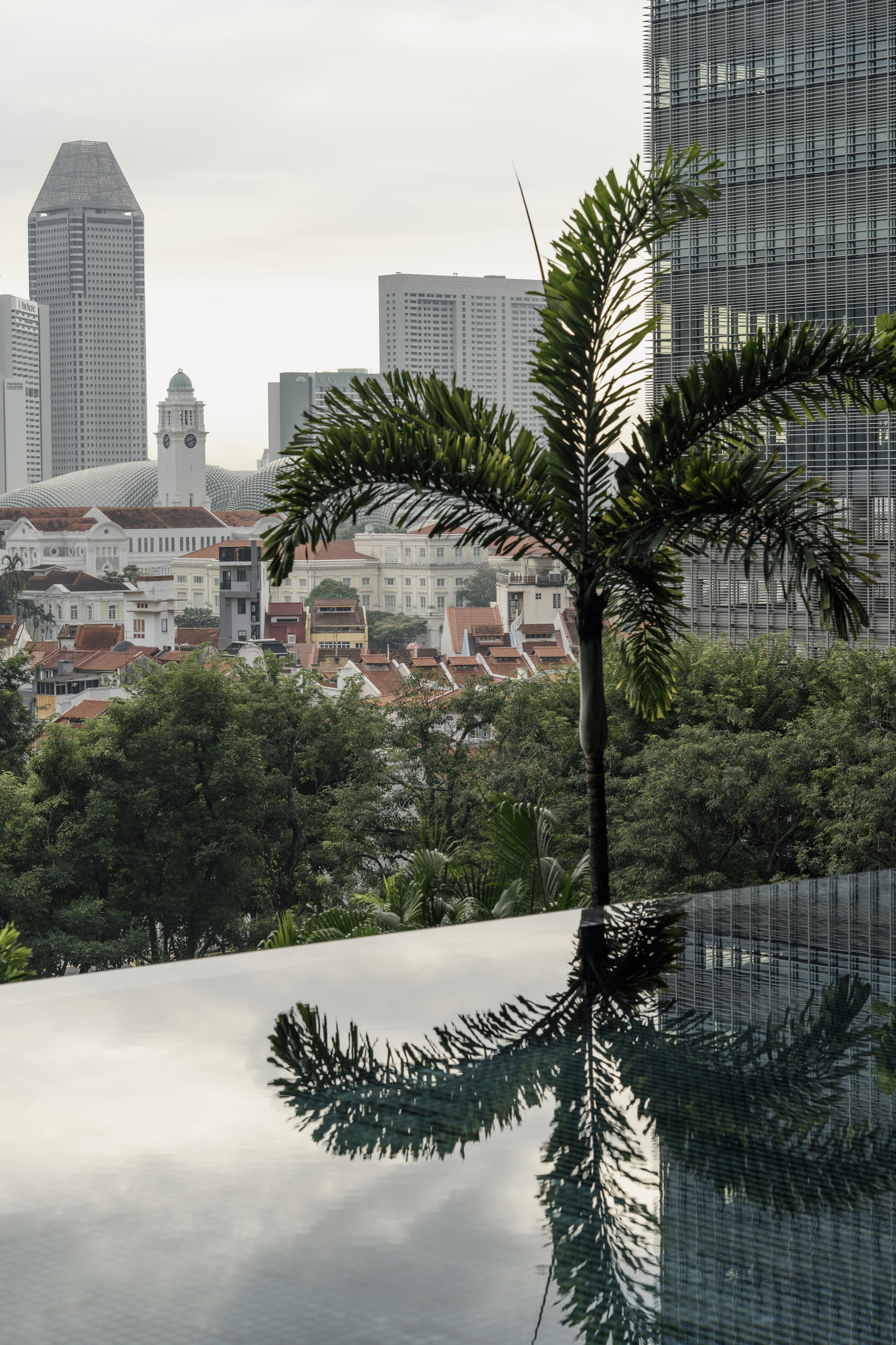 Palm tree reflection in infinity pool overlooking city photo – Free ...