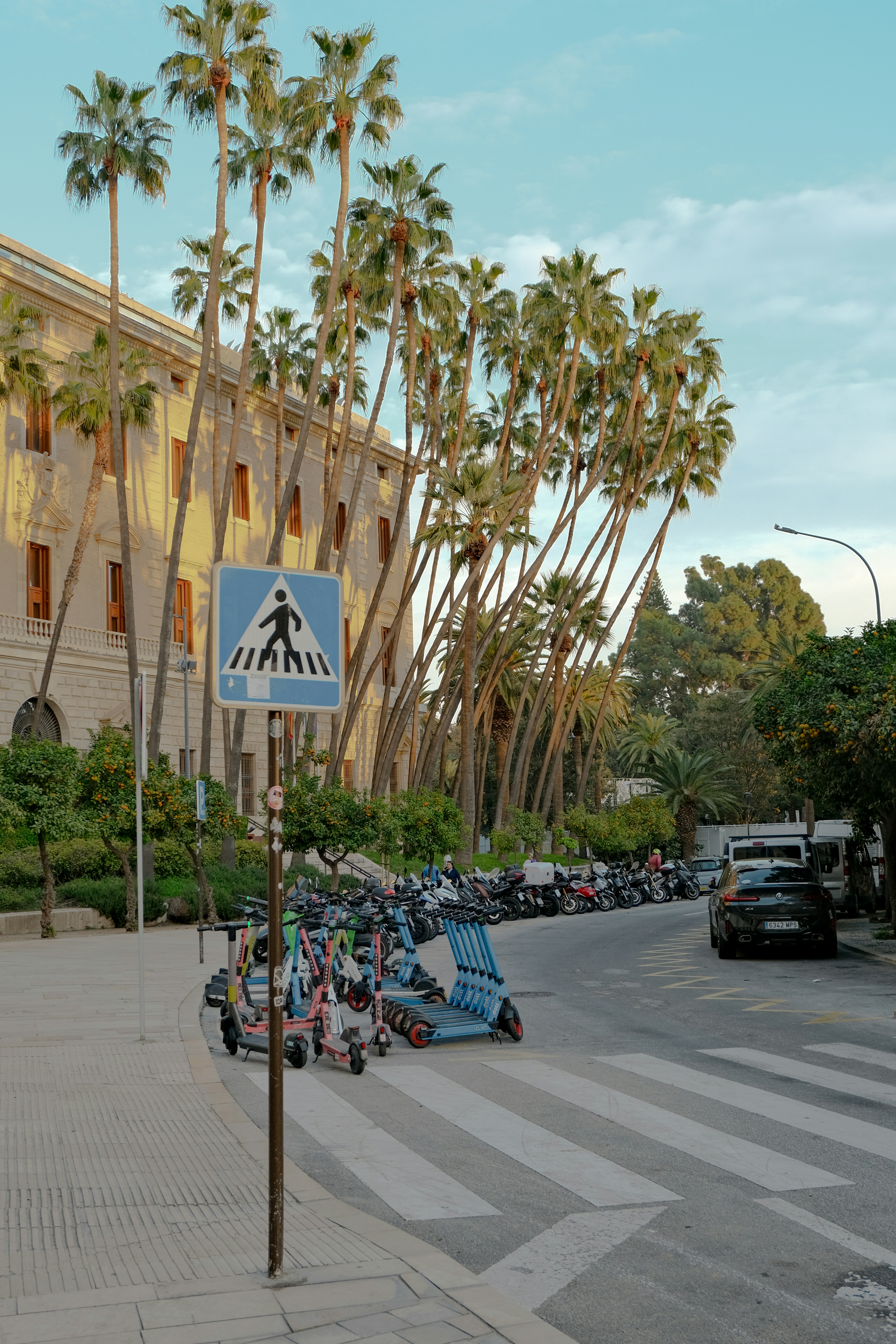 Urban Serenity Amidst Towering Palms
