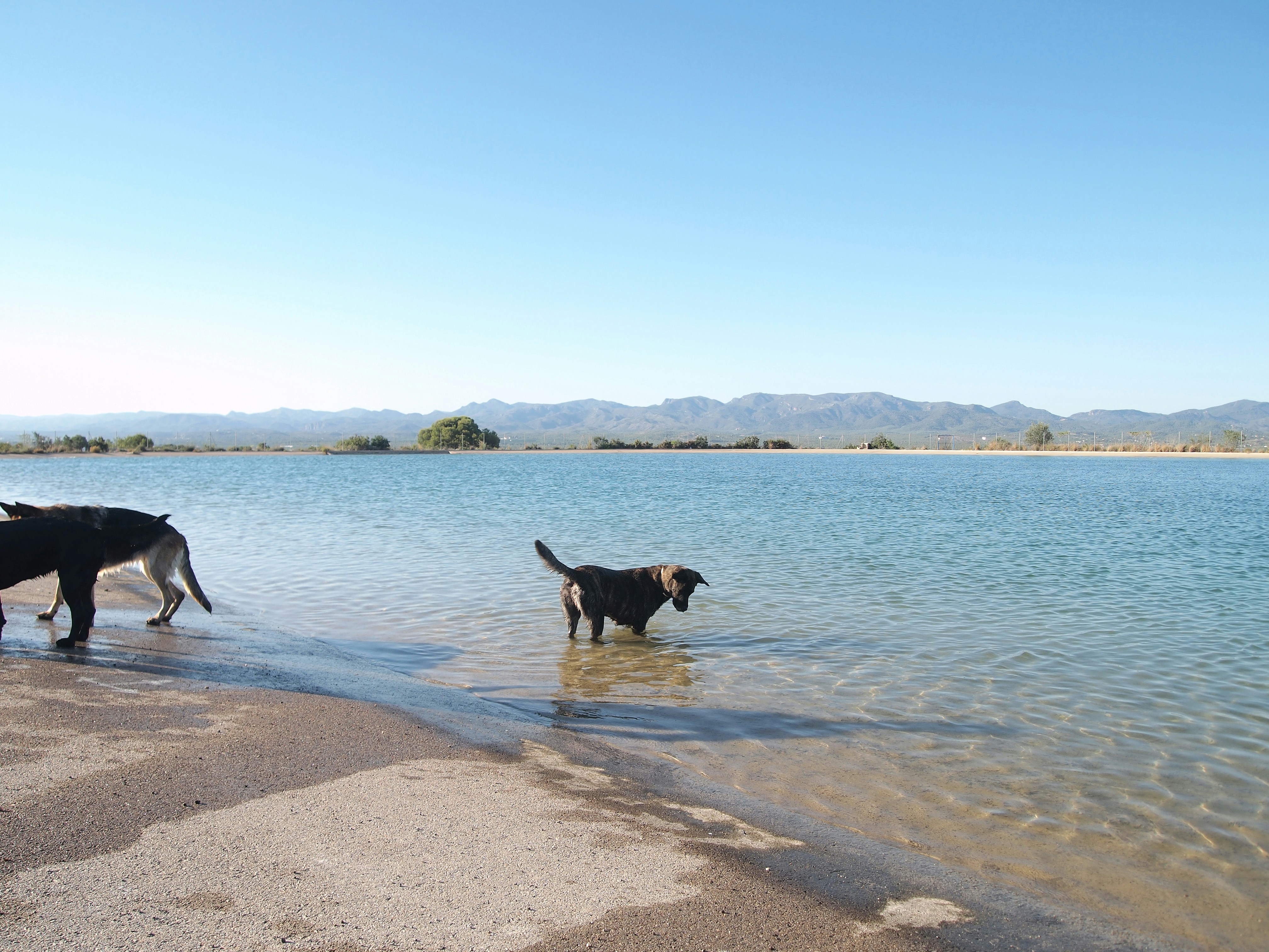 Canine Adventures by the Water's Edge