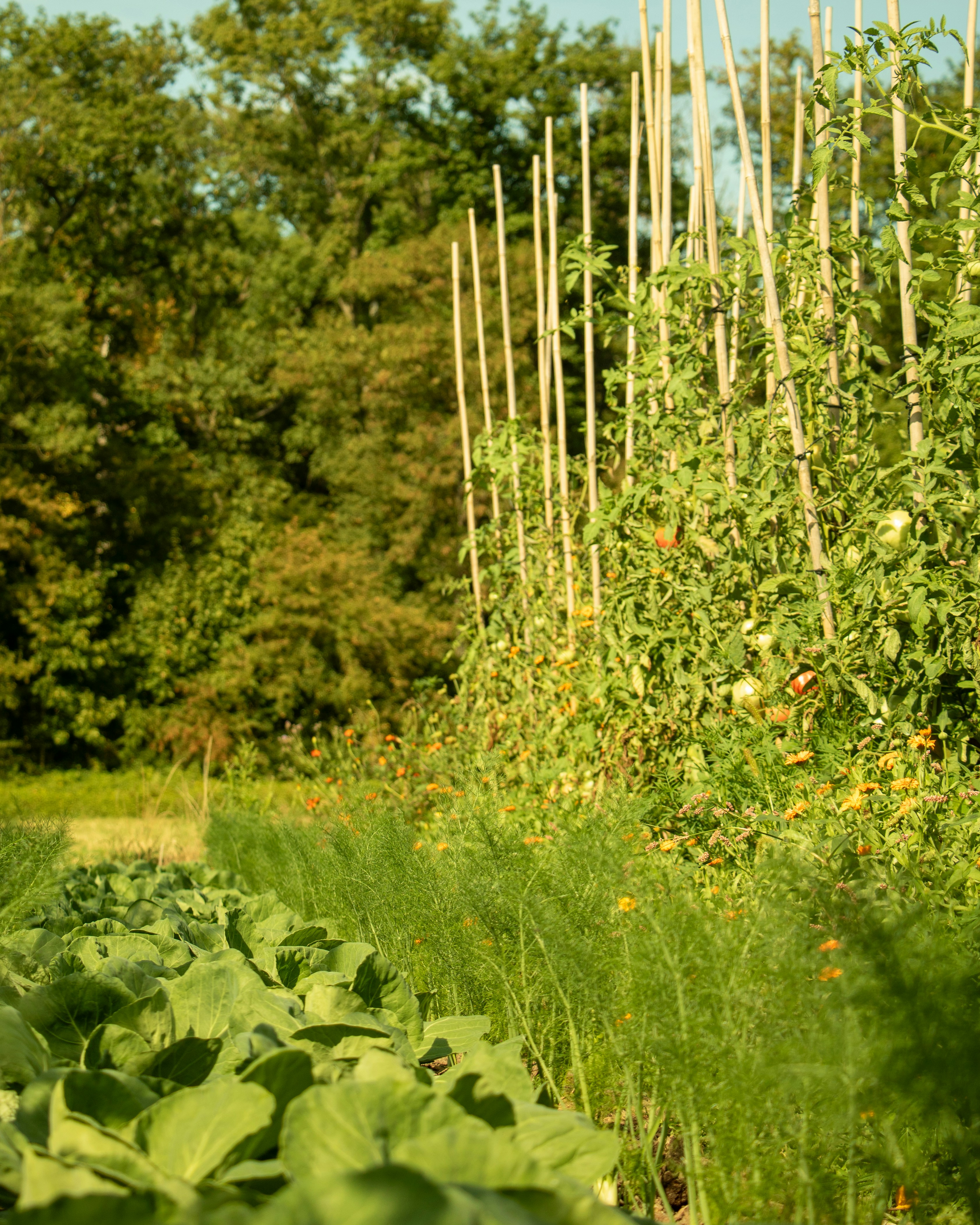 Harvest Symphony: A Garden's Melodic Growth