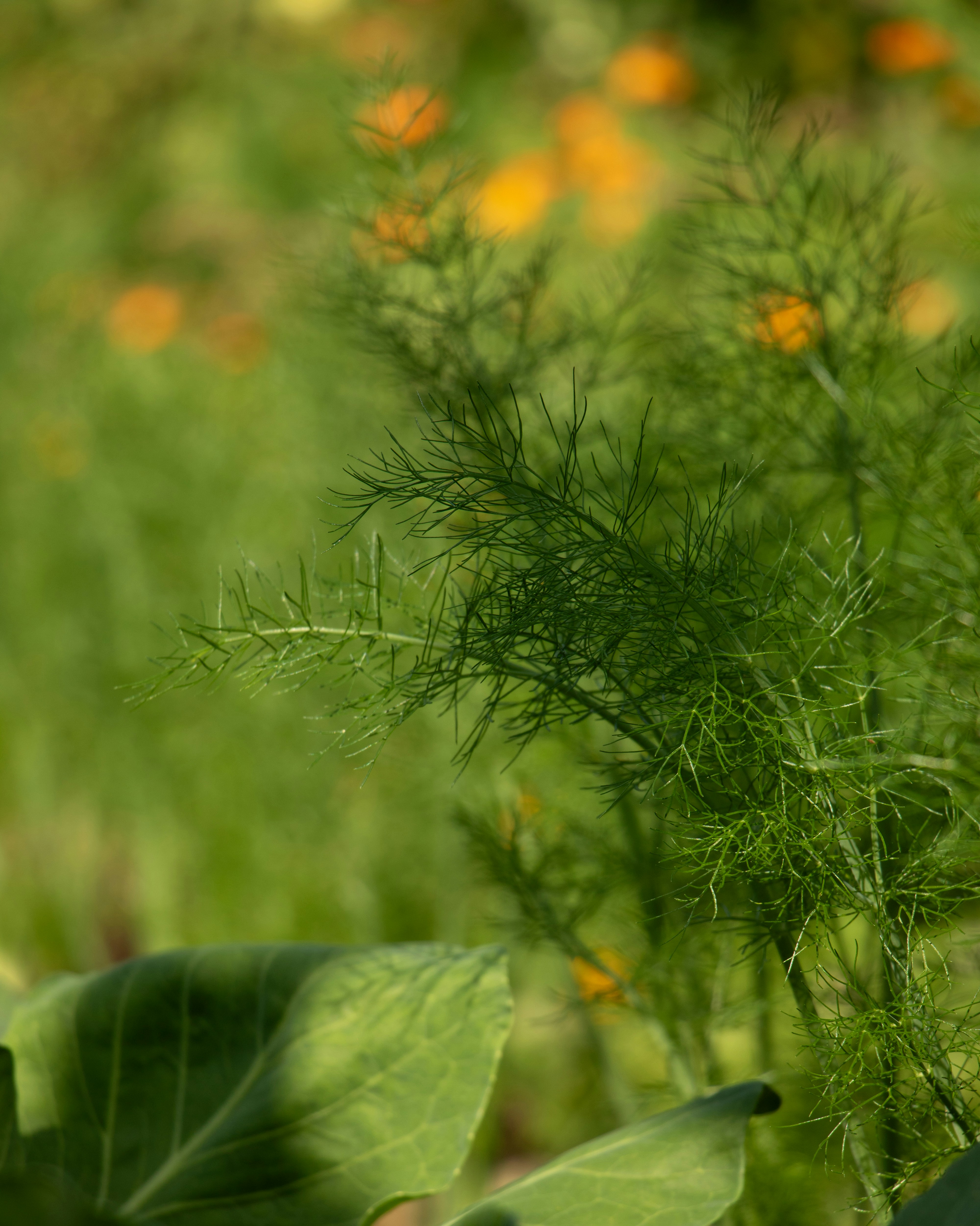 Feathery Green in Focus: Close-Up on Dill Fronds with a Sunset-Soft Backdrop