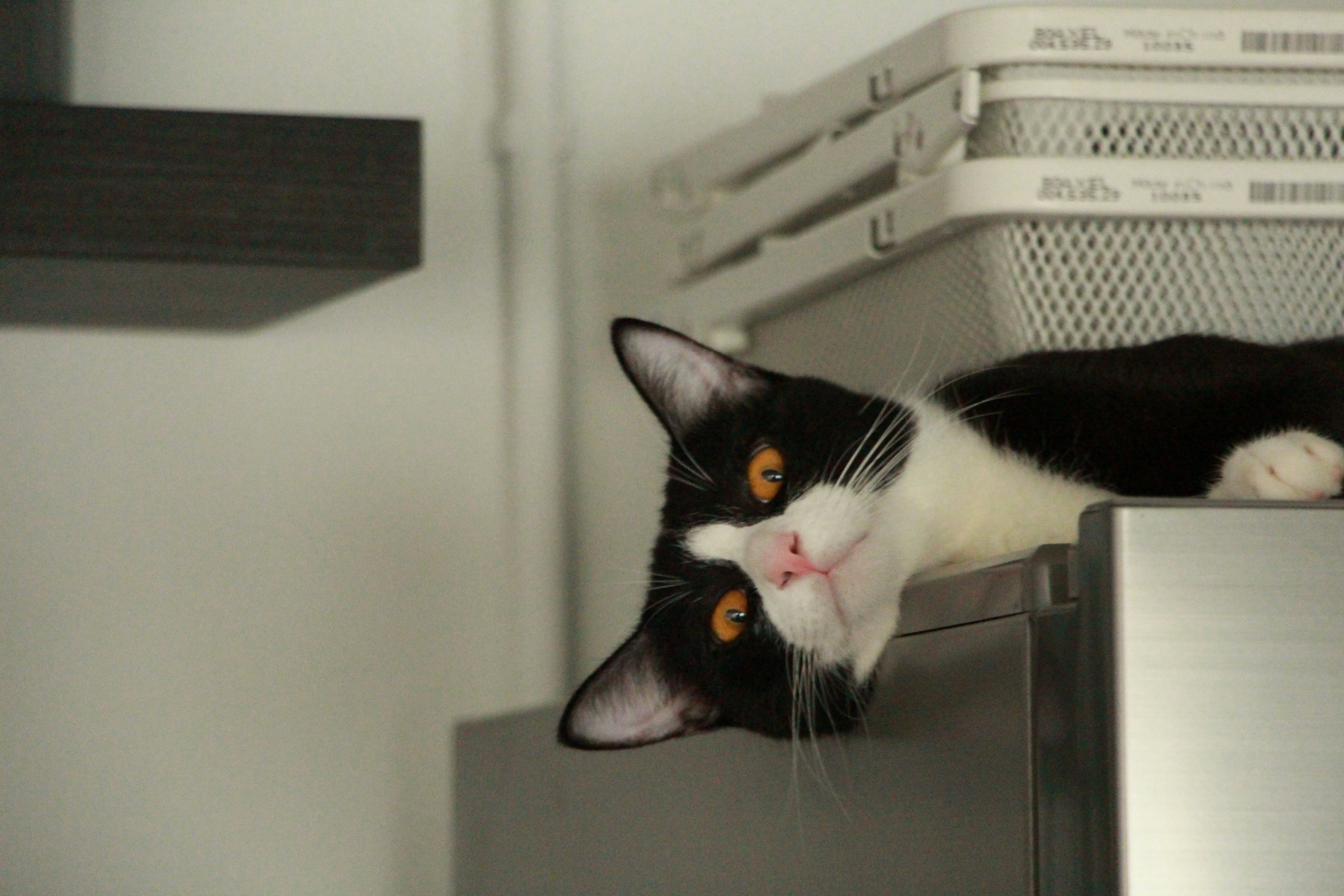 Curious Cat Gracing a Stainless-Top Stairway
