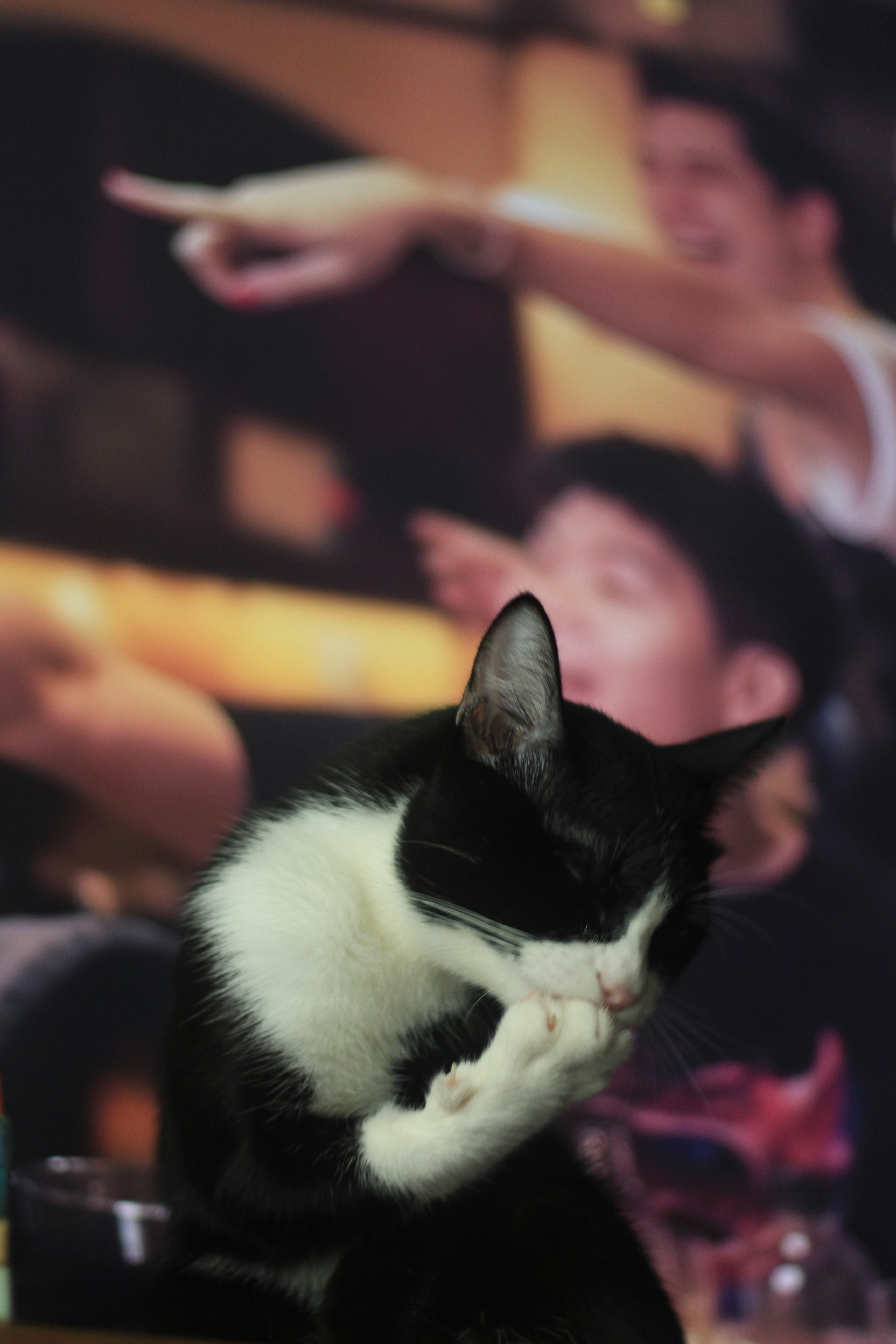 Midnight Patron: A Groomed Cat in a Blurred Nightlife Scene