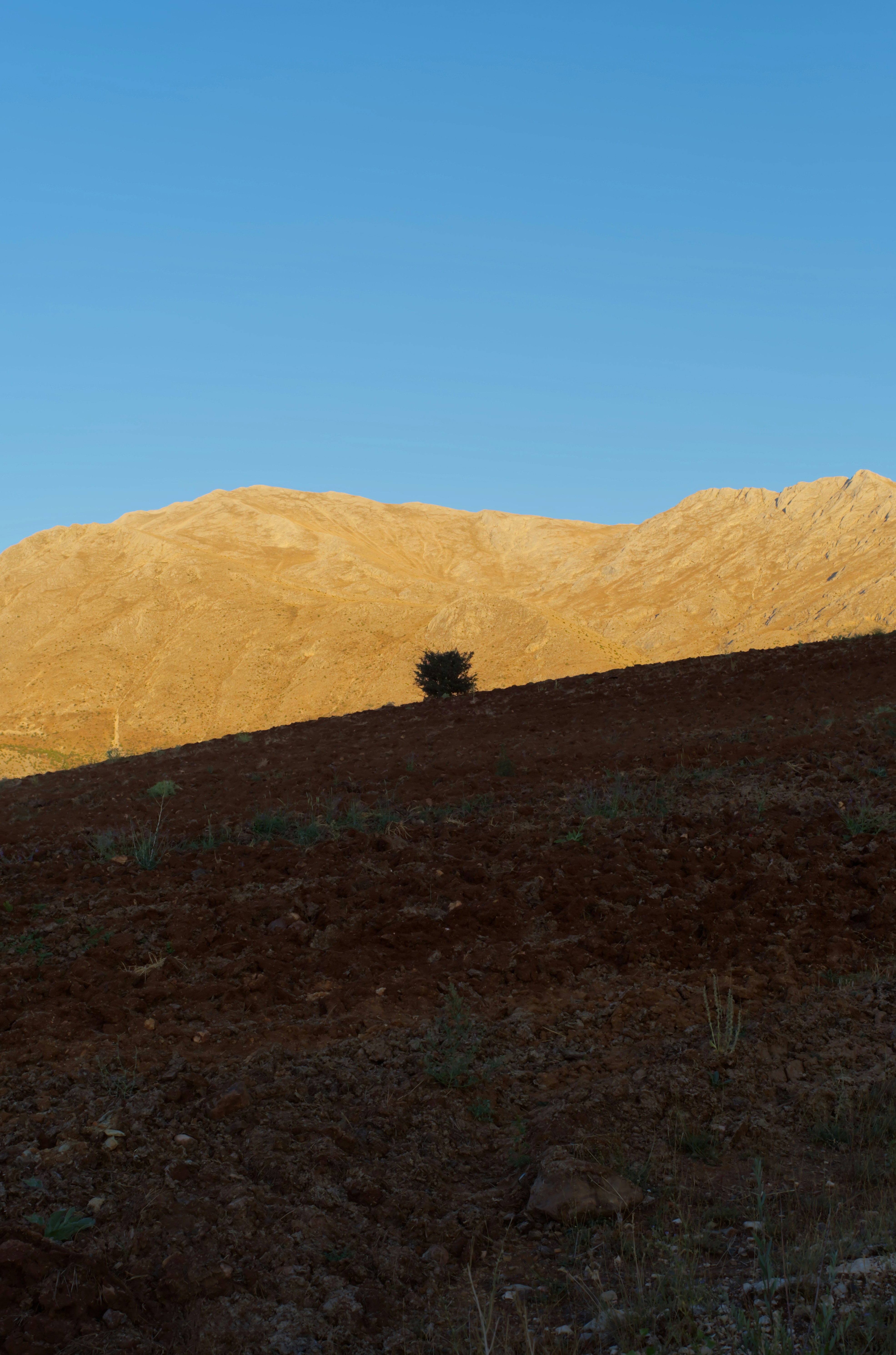Lone Sentinel on the Horizon