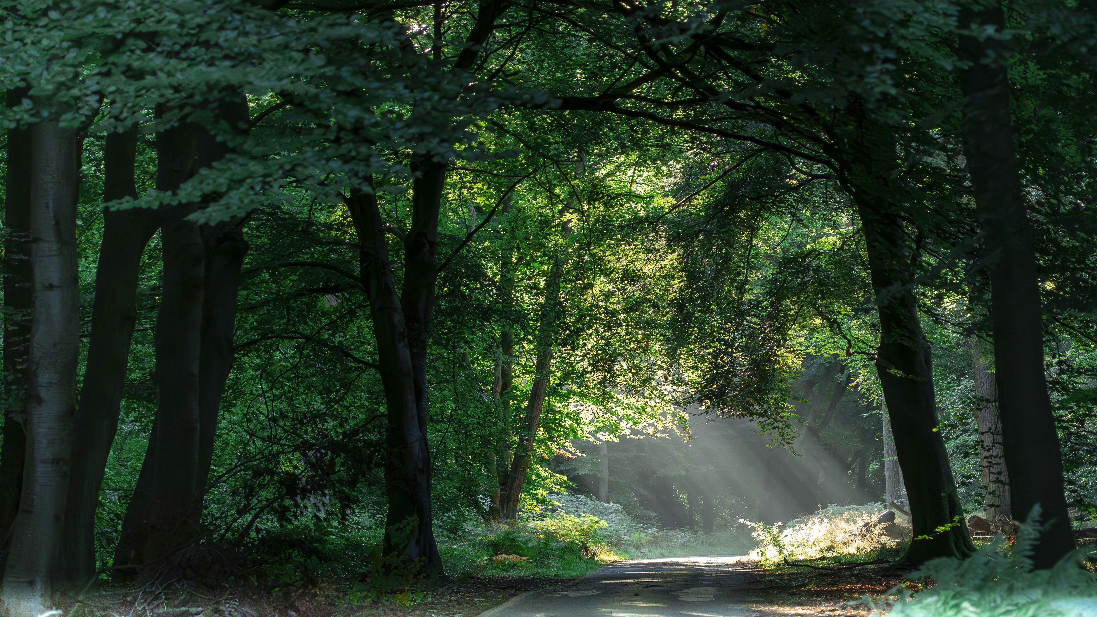 Sunlight breaking through the canopy in Ashridge Forest — a peaceful woodland path where light and shadow create pure magic. | Sunlight streams through a lush green forest path.