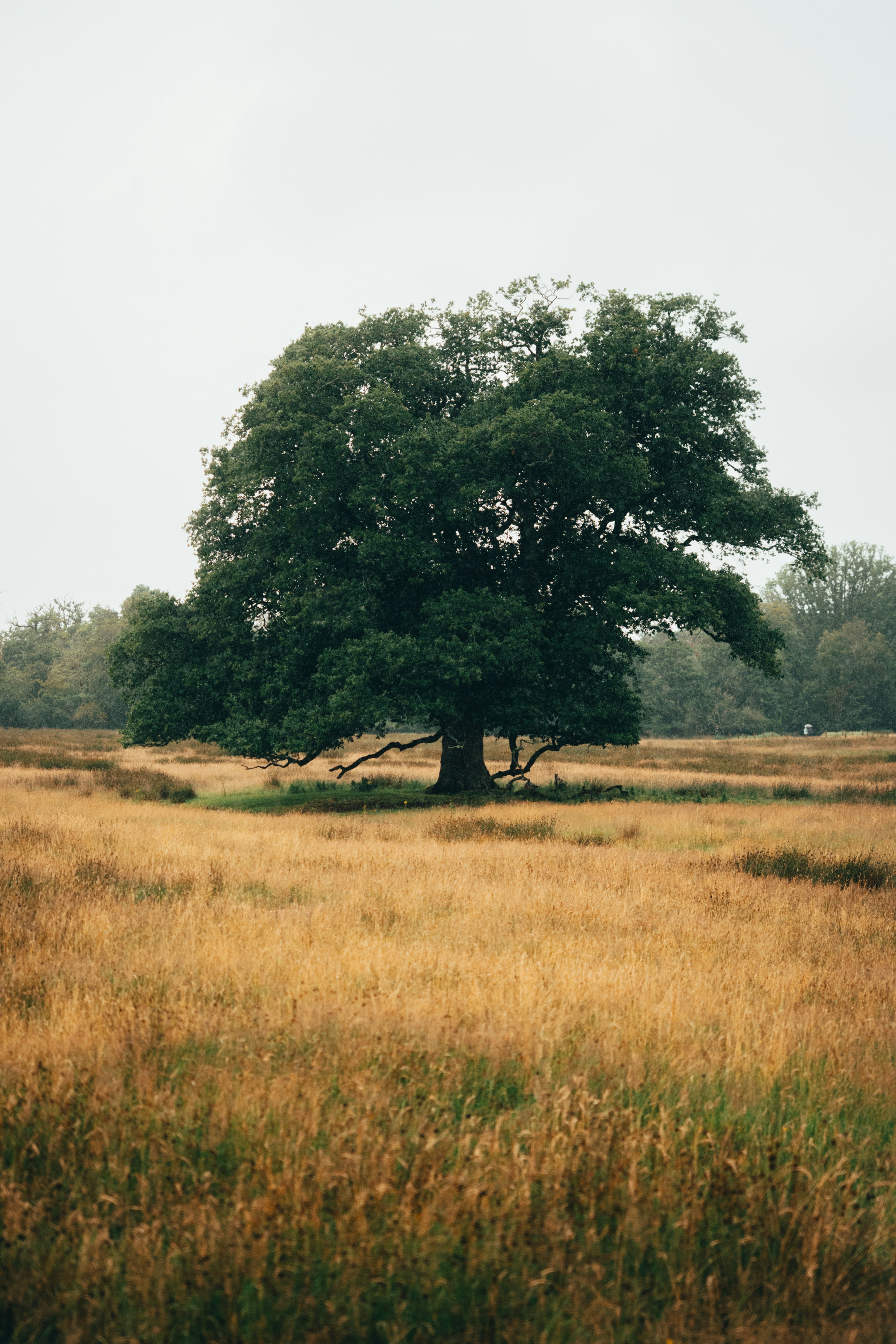 The Solitary Sentinel of the Meadow