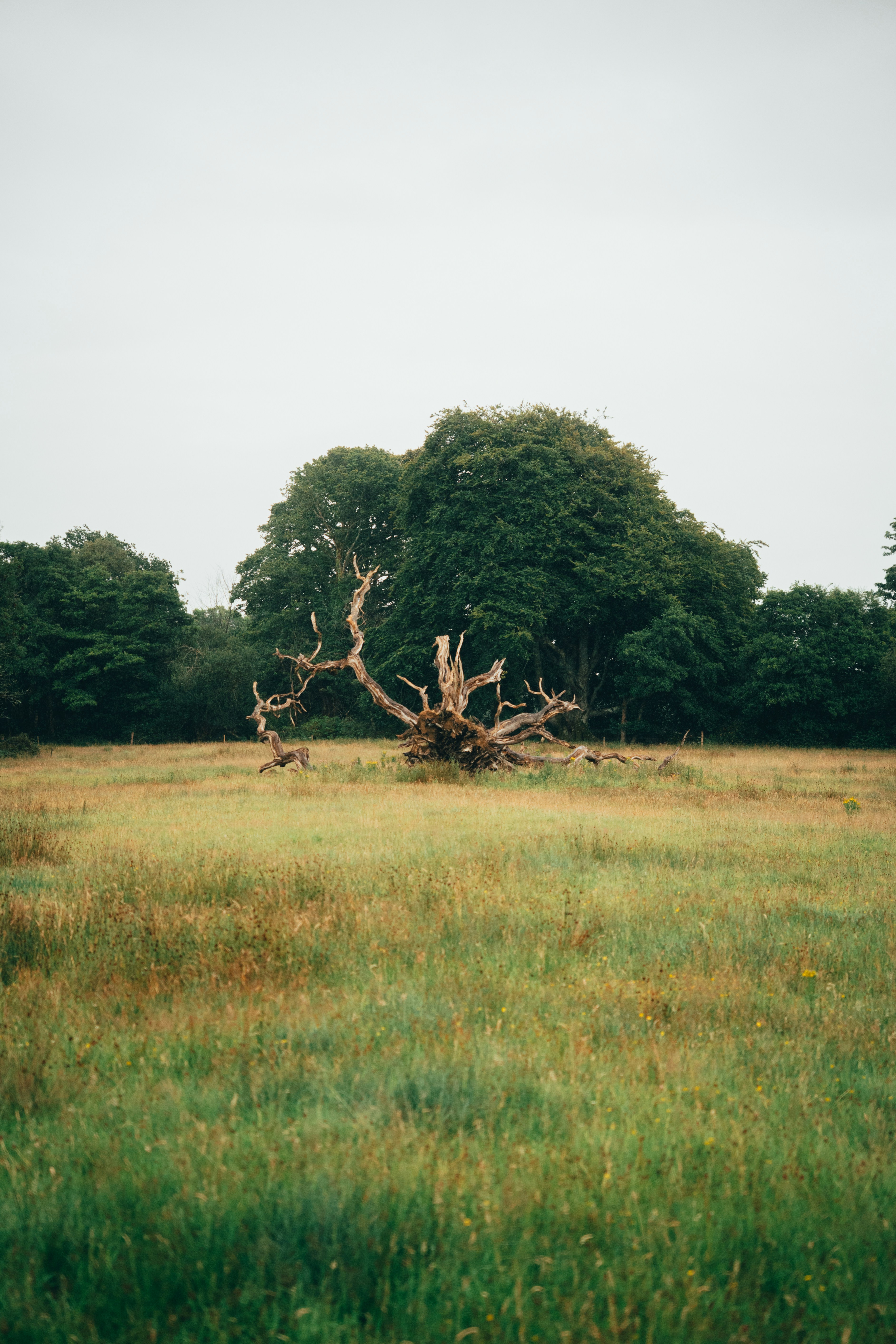 The Resilient Remnant: Nature's Sculpted Silence
