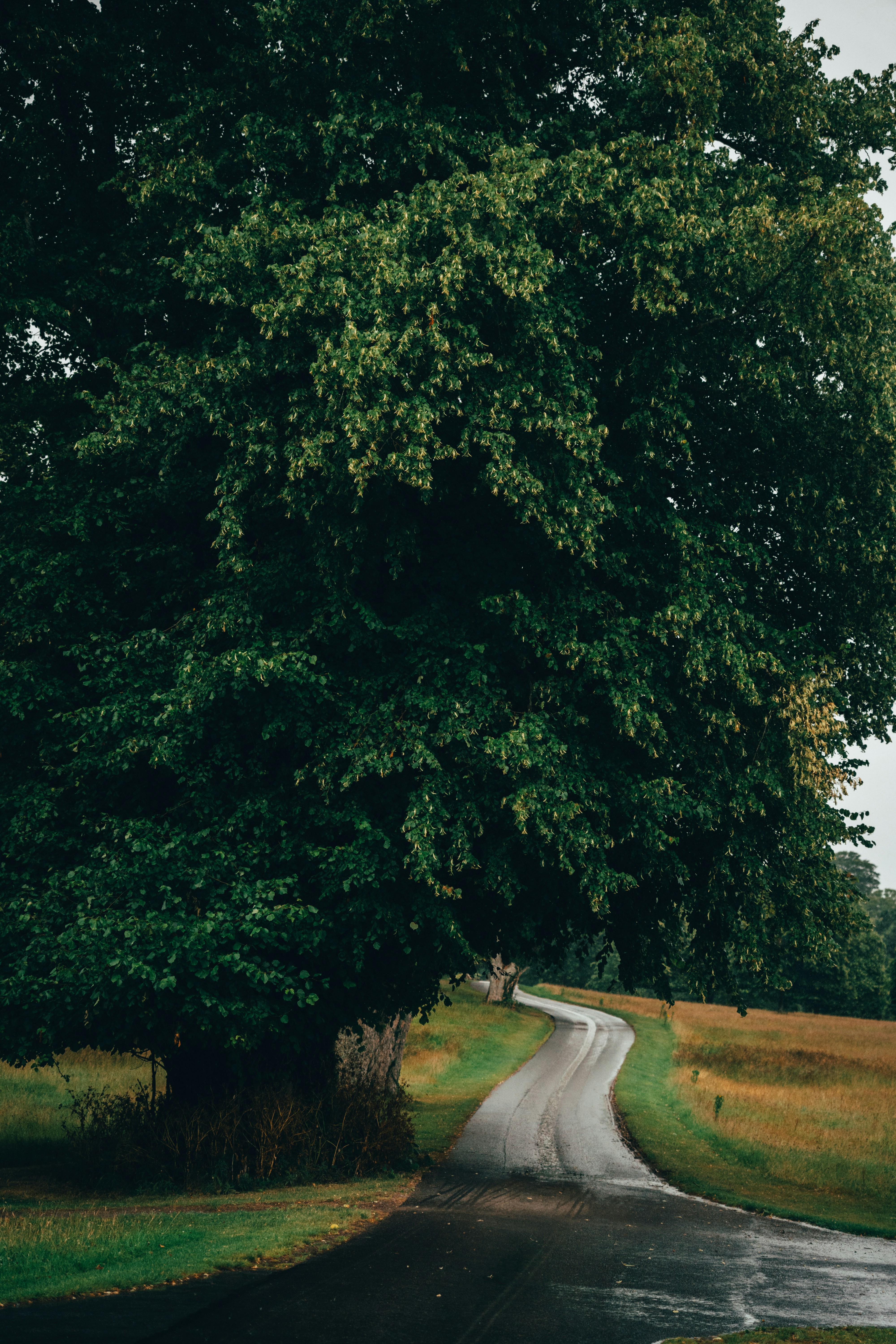 A winding road passes a large tree in a field.