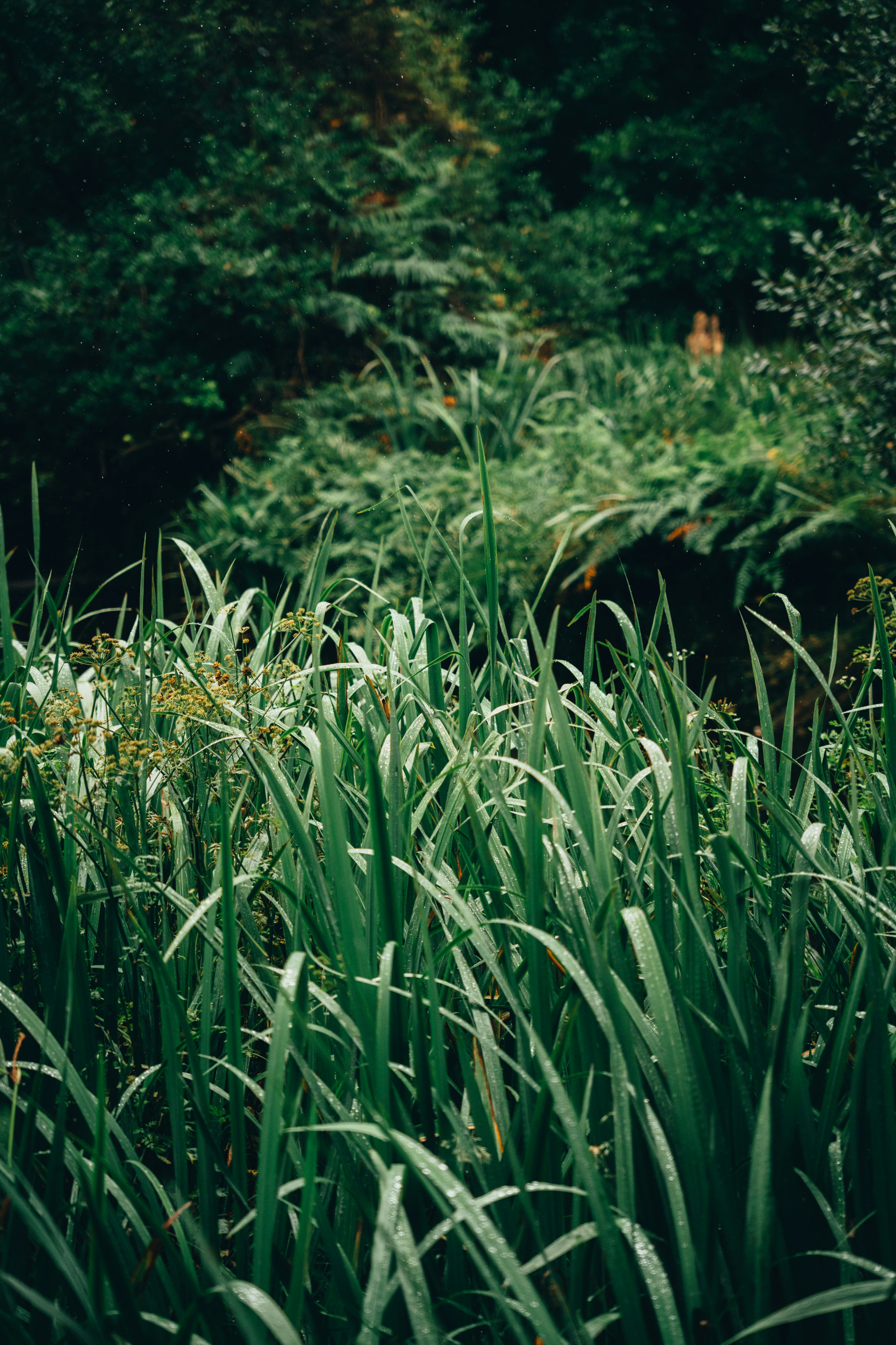 Lush green reeds and foliage in a forest setting.