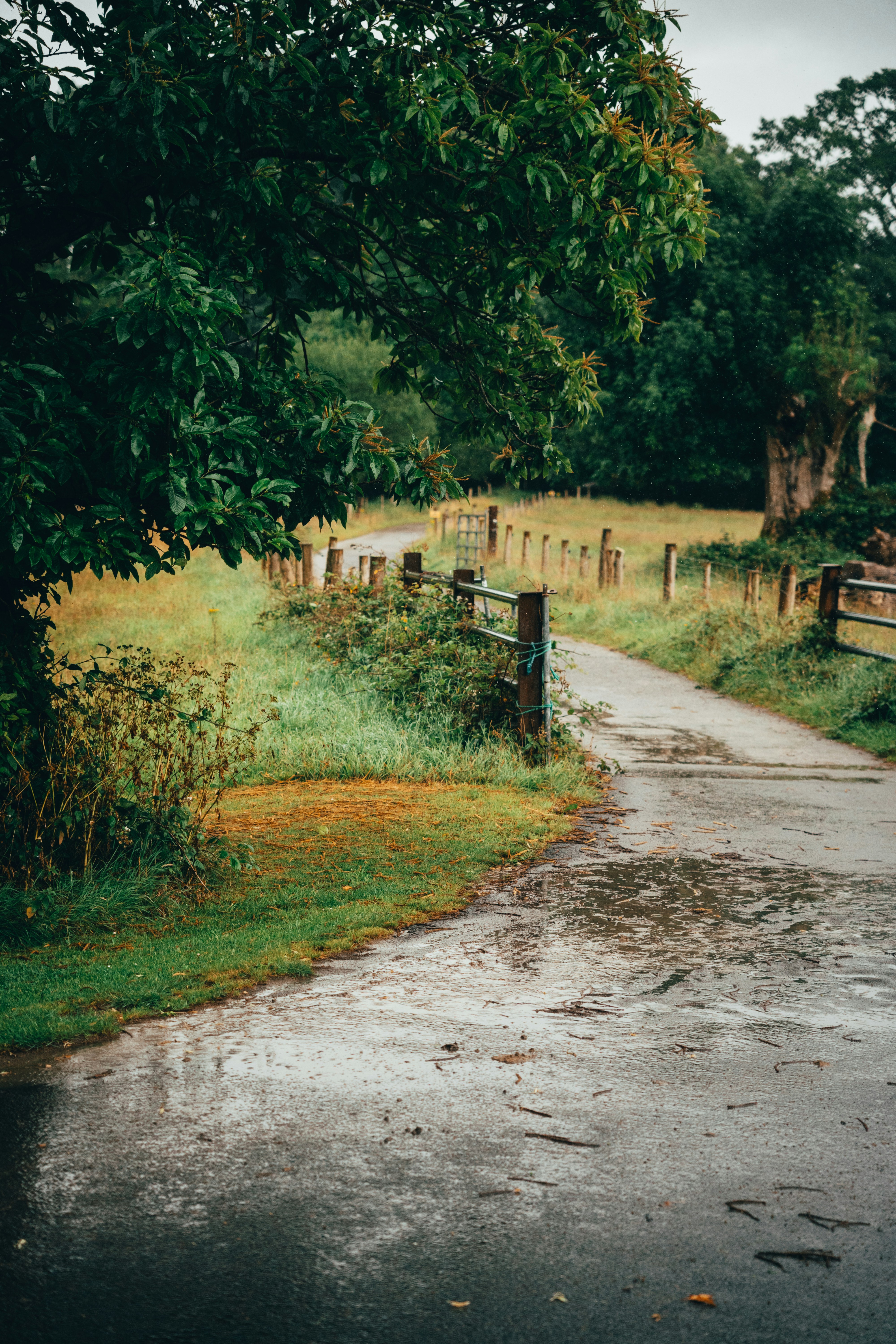 Whispers of the Rain-soaked Path