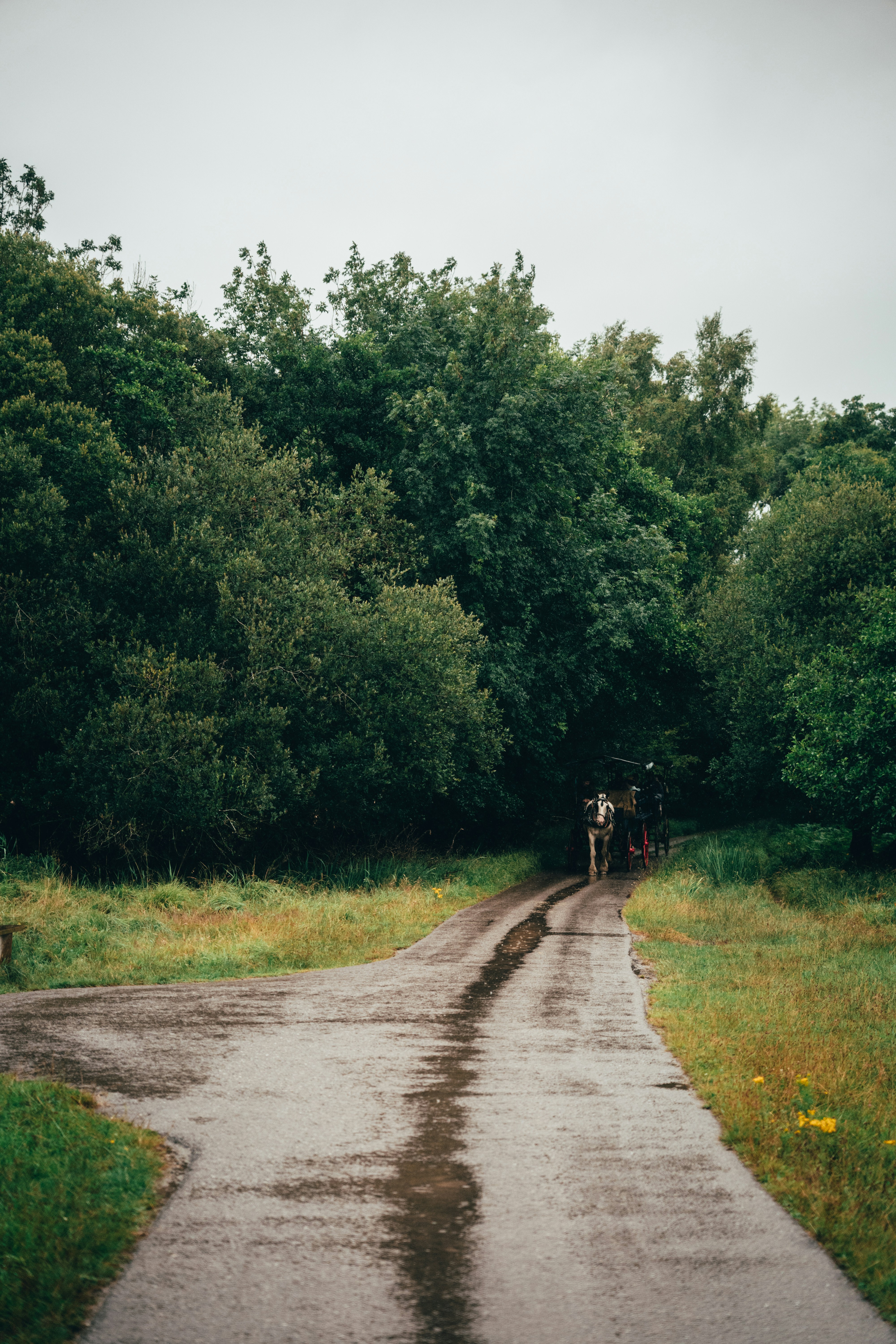 Journey Through the Misty Greenway