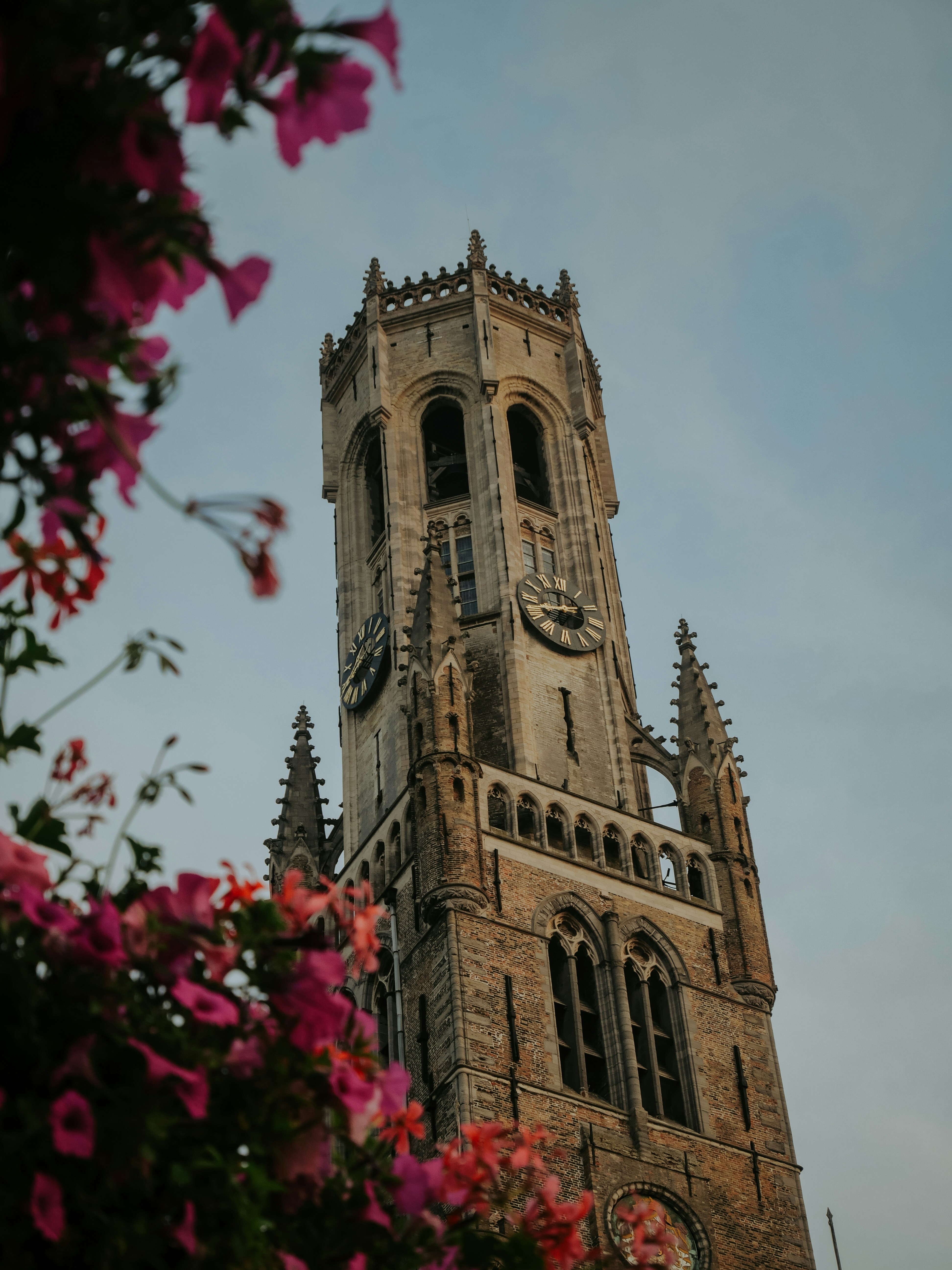 Brugge | Historic belfry tower framed by vibrant pink flowers.