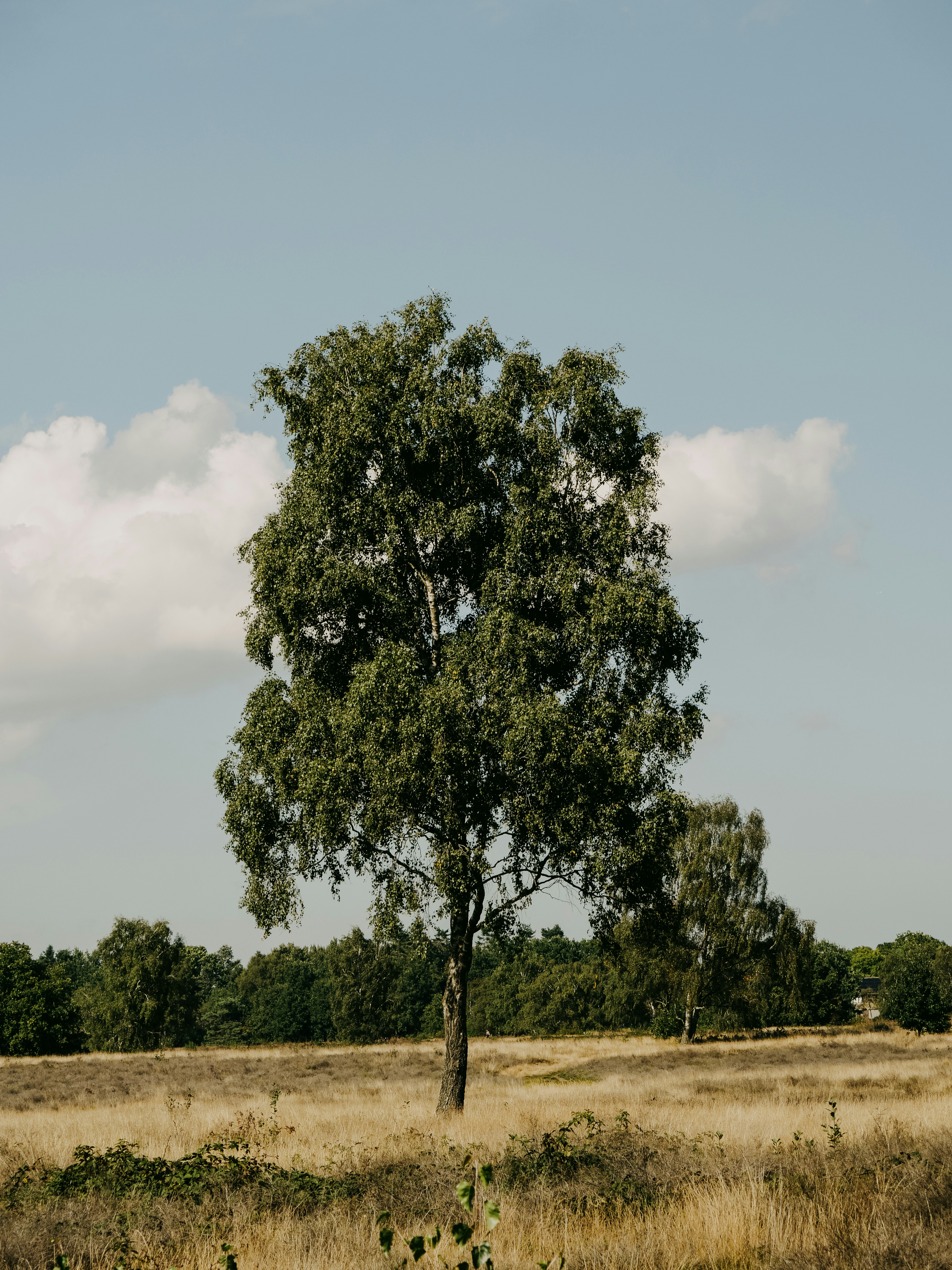 A lone birch tree stands in a dry grassy field. photo – Free Wallpaper ...
