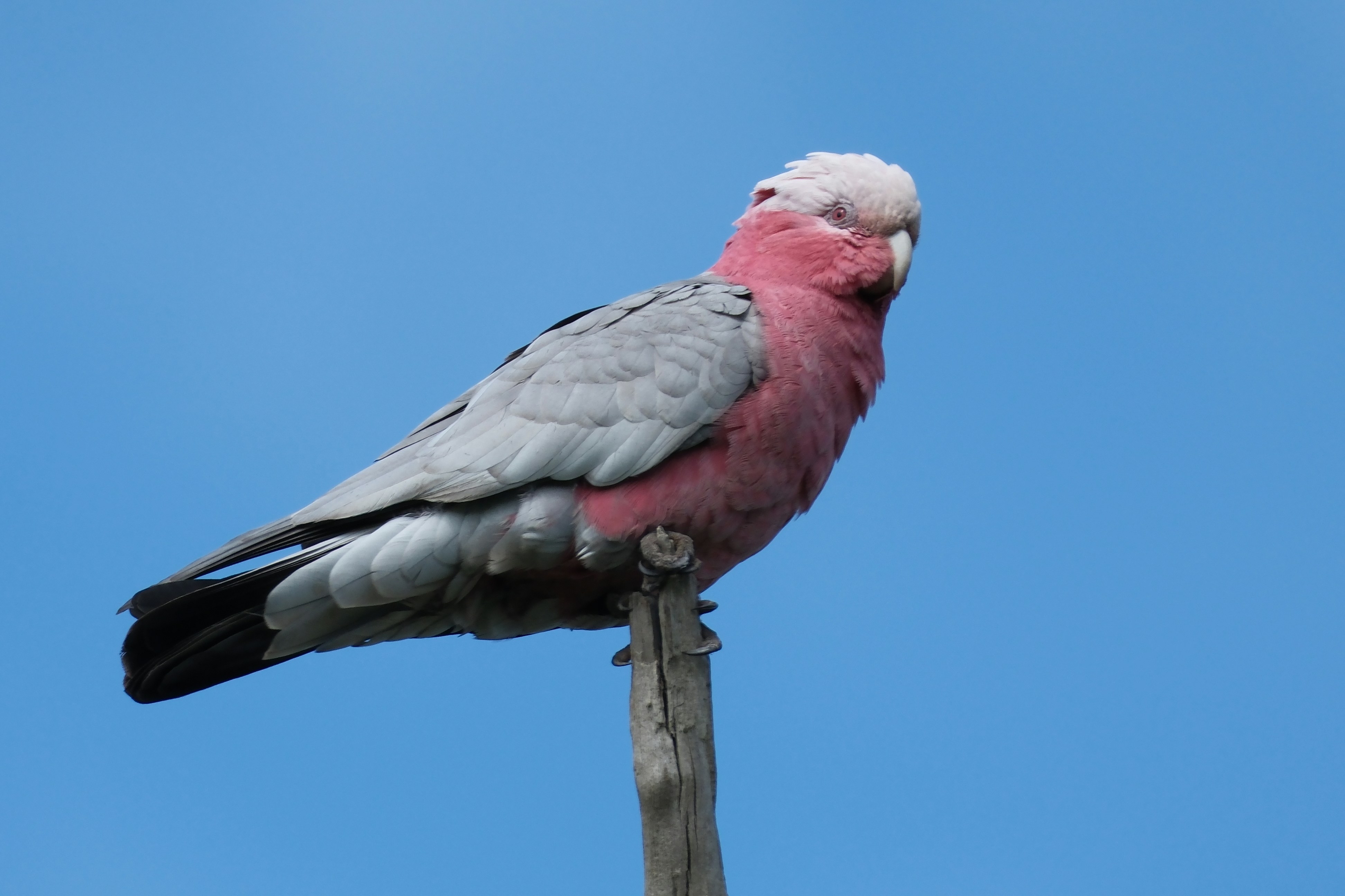 Perched Majesty: The Galah in Profile