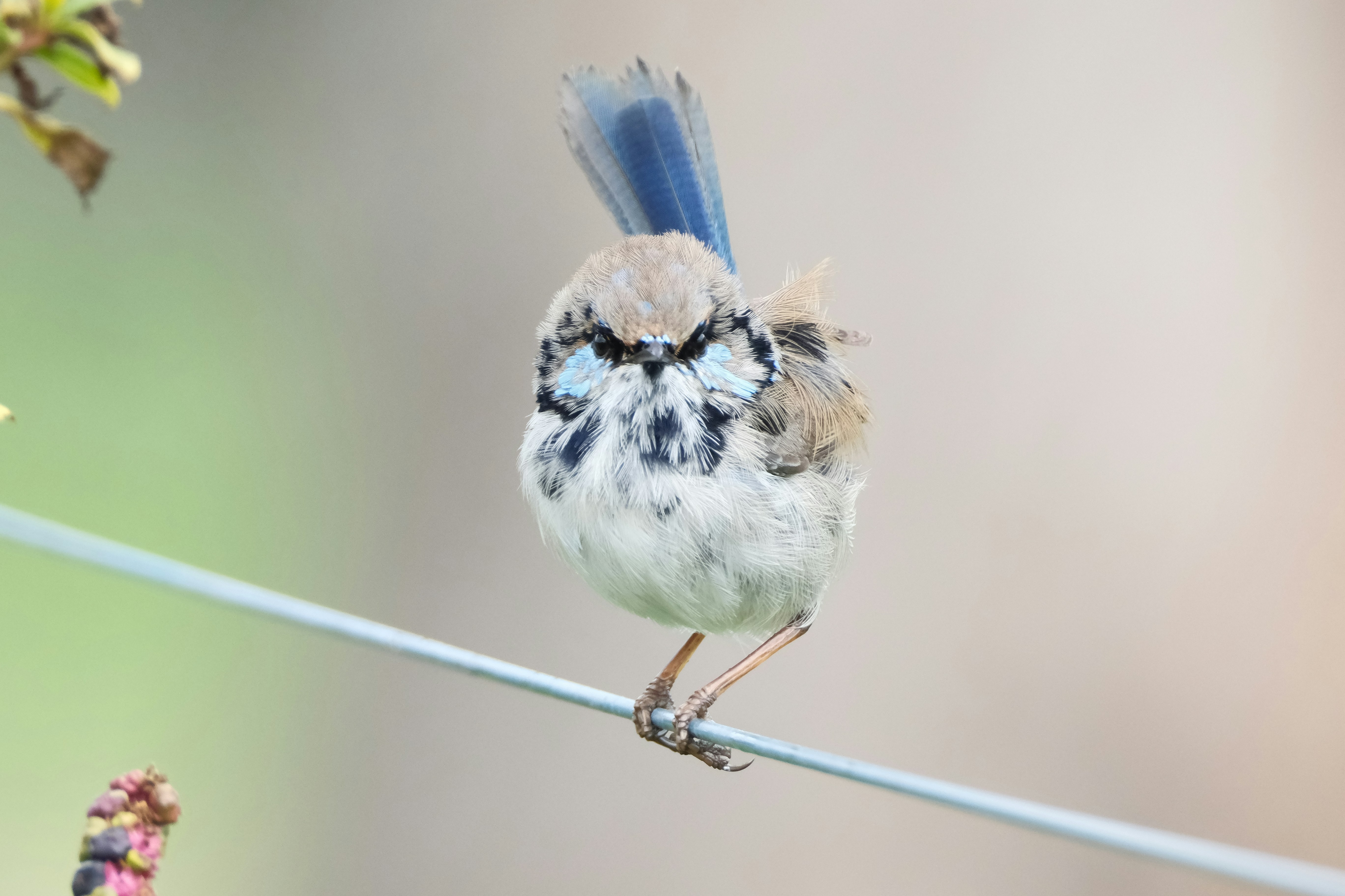 A small bird with striking blue markings perched on a thin wire, surrounded by soft, blurred greenery in the background.