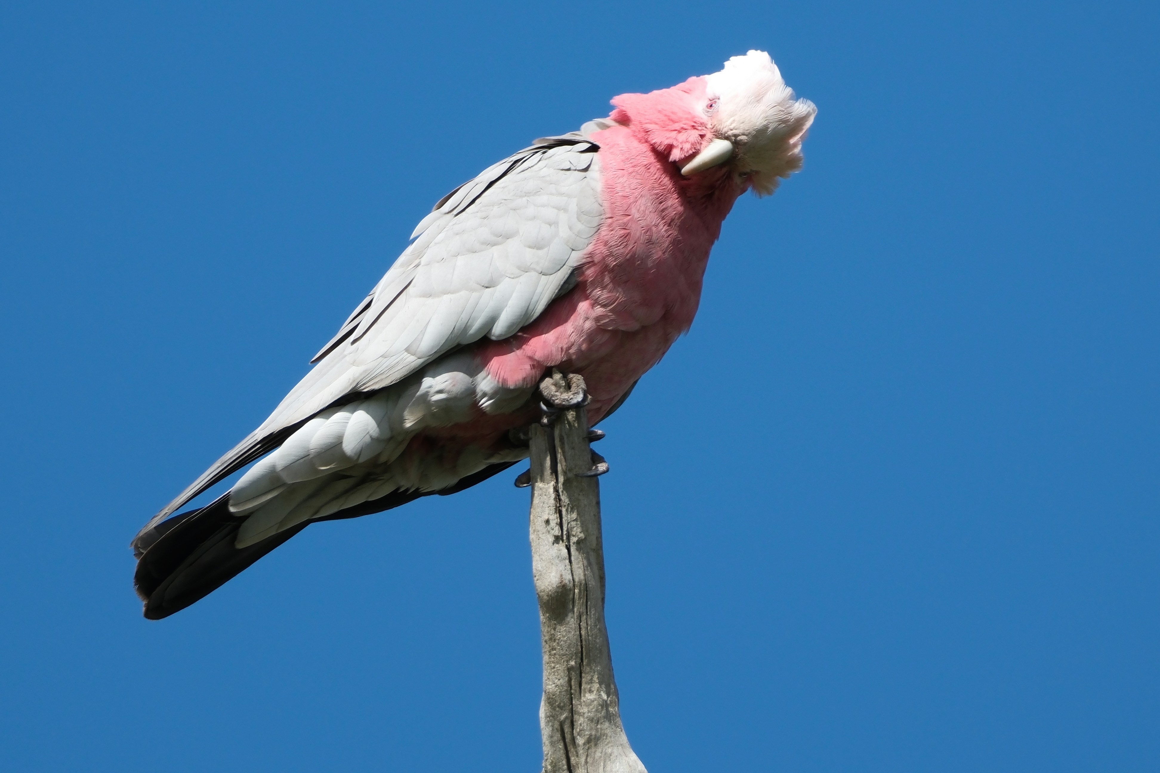 Azure Spotlight: A Roseate Cockatoo Perched on a Weathered Branch