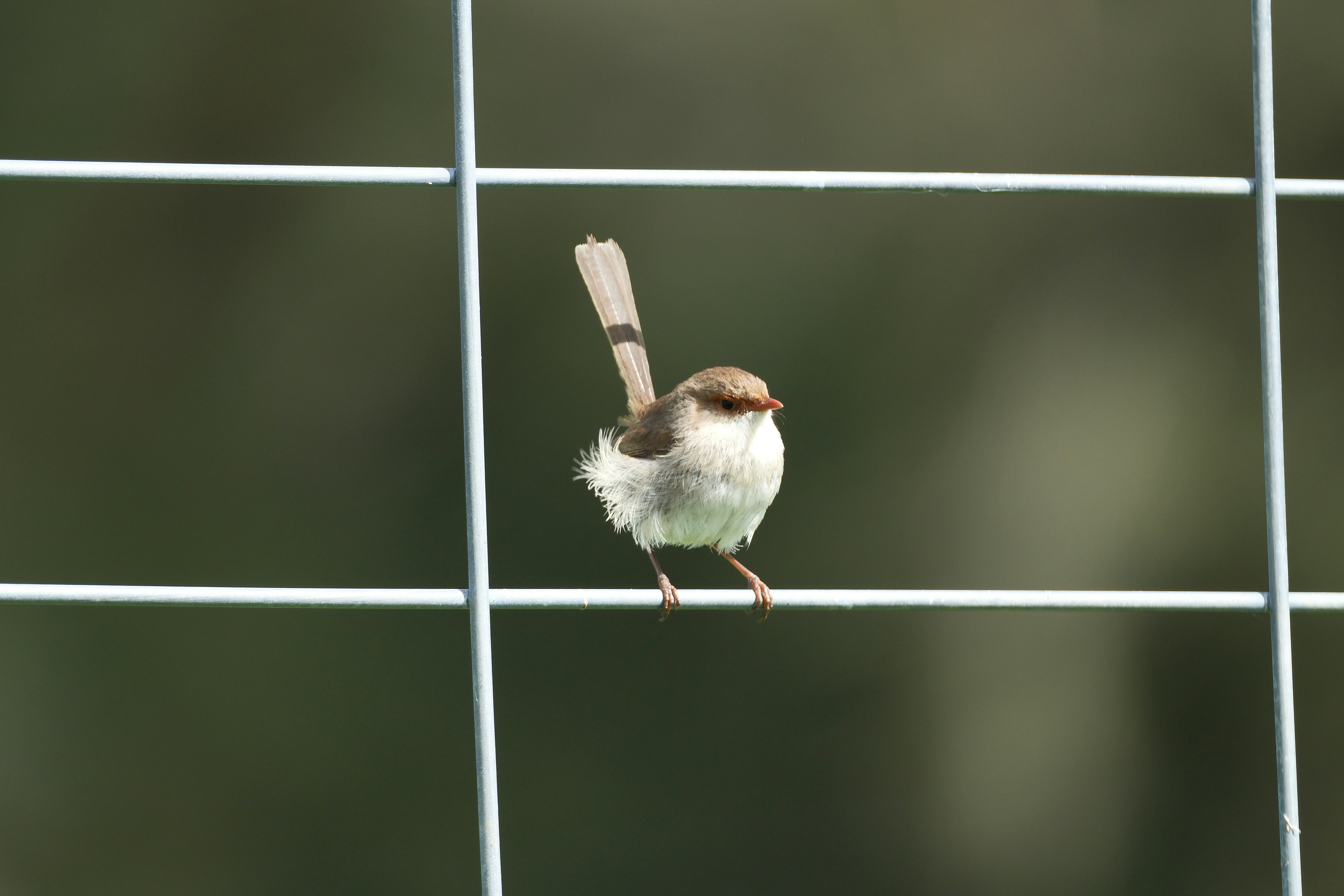 Wireframe Sentinel: A Brown Warbler on a Quiet Grid