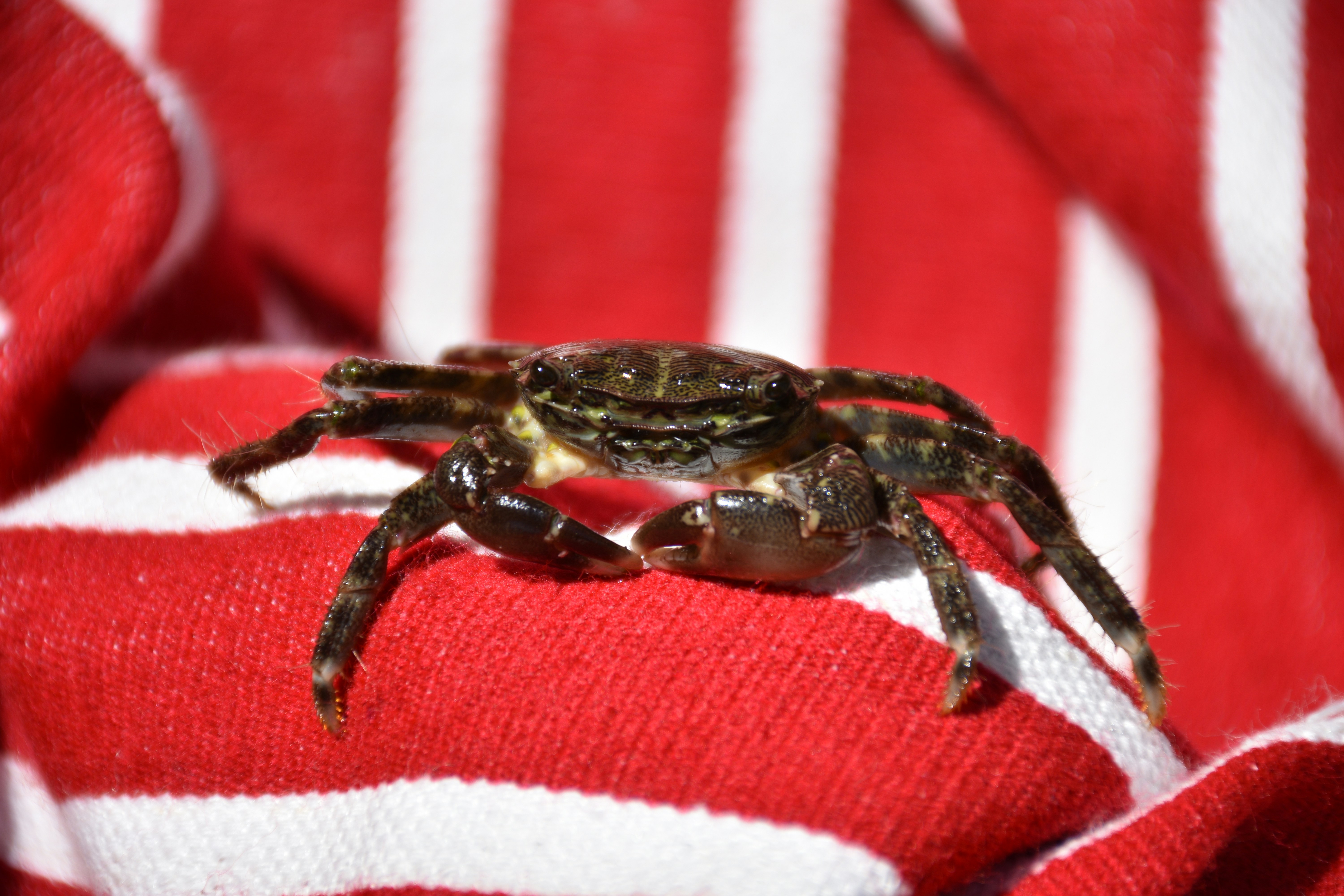A small crab rests on red and white striped fabric.
