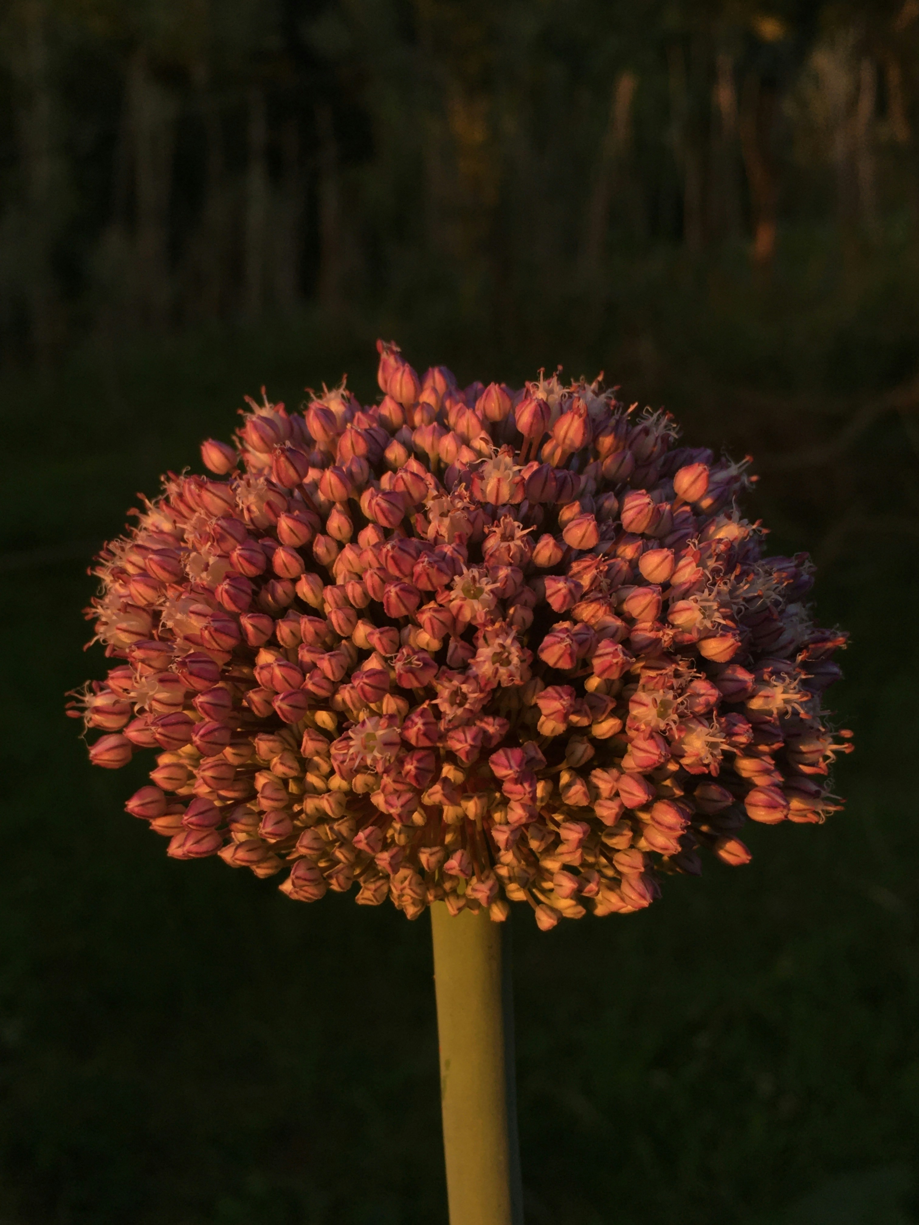 Cluster of pink flower buds illuminated by golden hour light against a dark background.