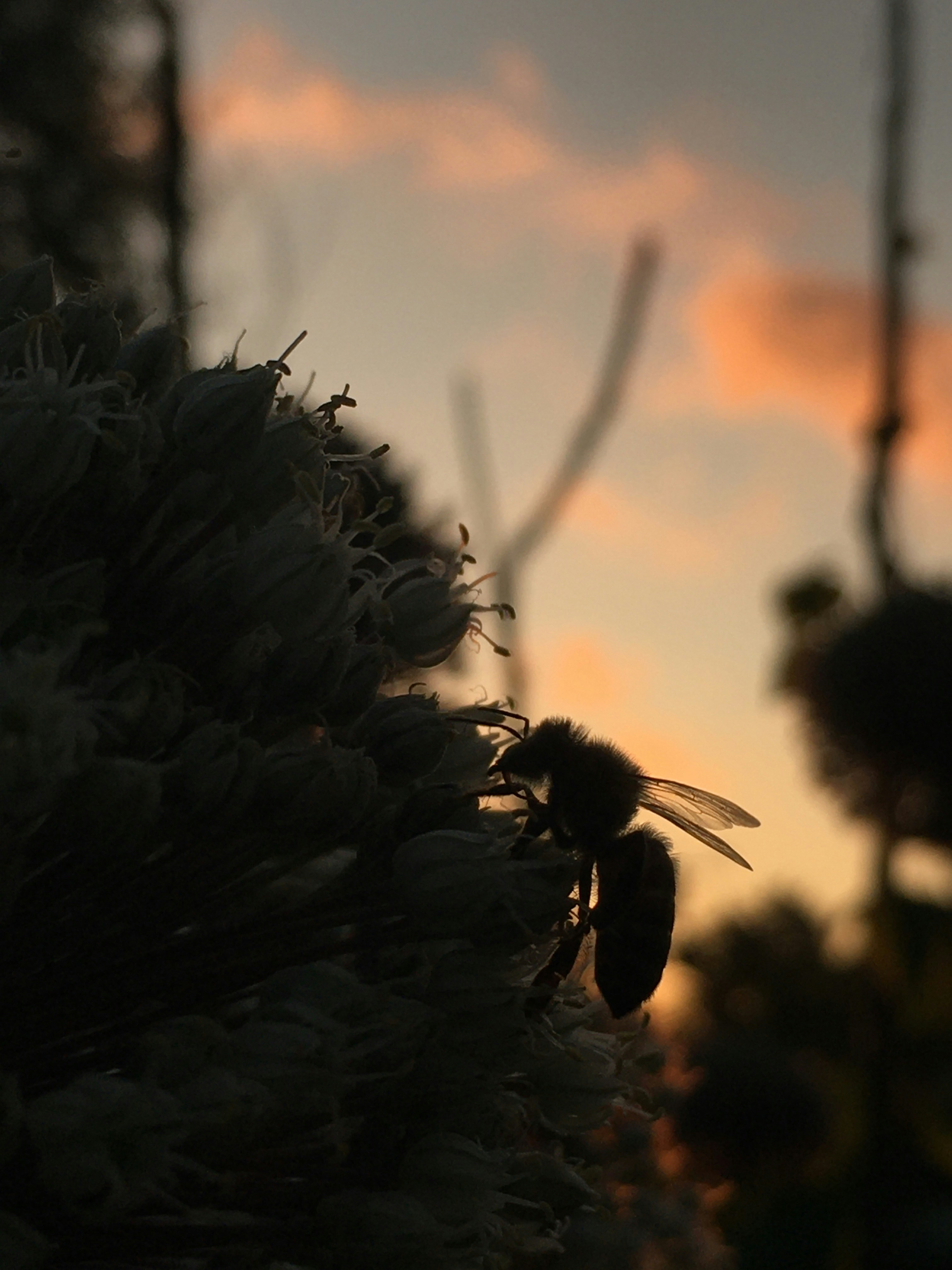 Silhouetted bee perched on a cluster of flowers against a vibrant sunset sky.