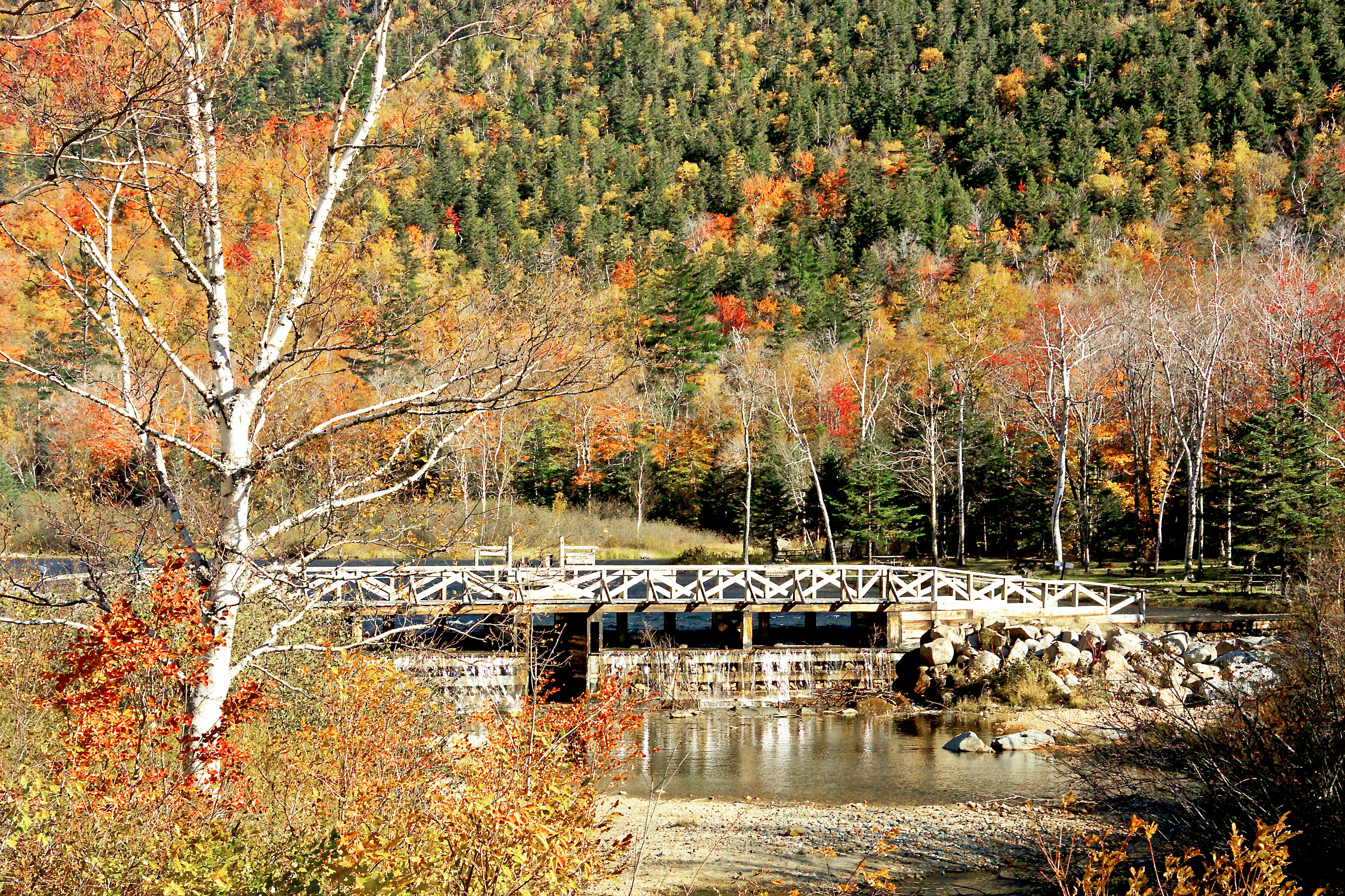A nice fall landscape scene with white birch trees, a bridge, and a dam. | Autumn bridge over a river in a forest