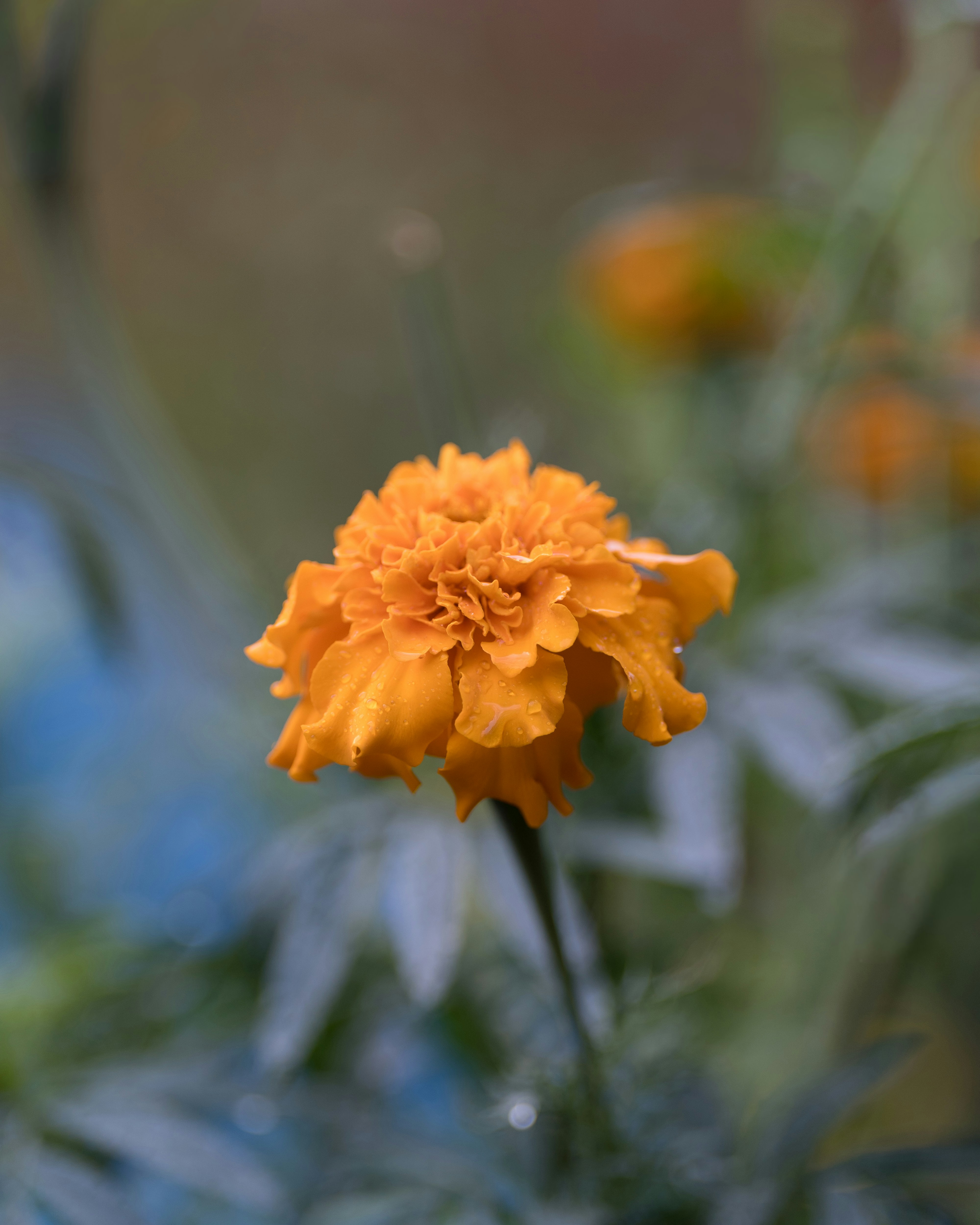 A single vibrant orange marigold flower blooms.