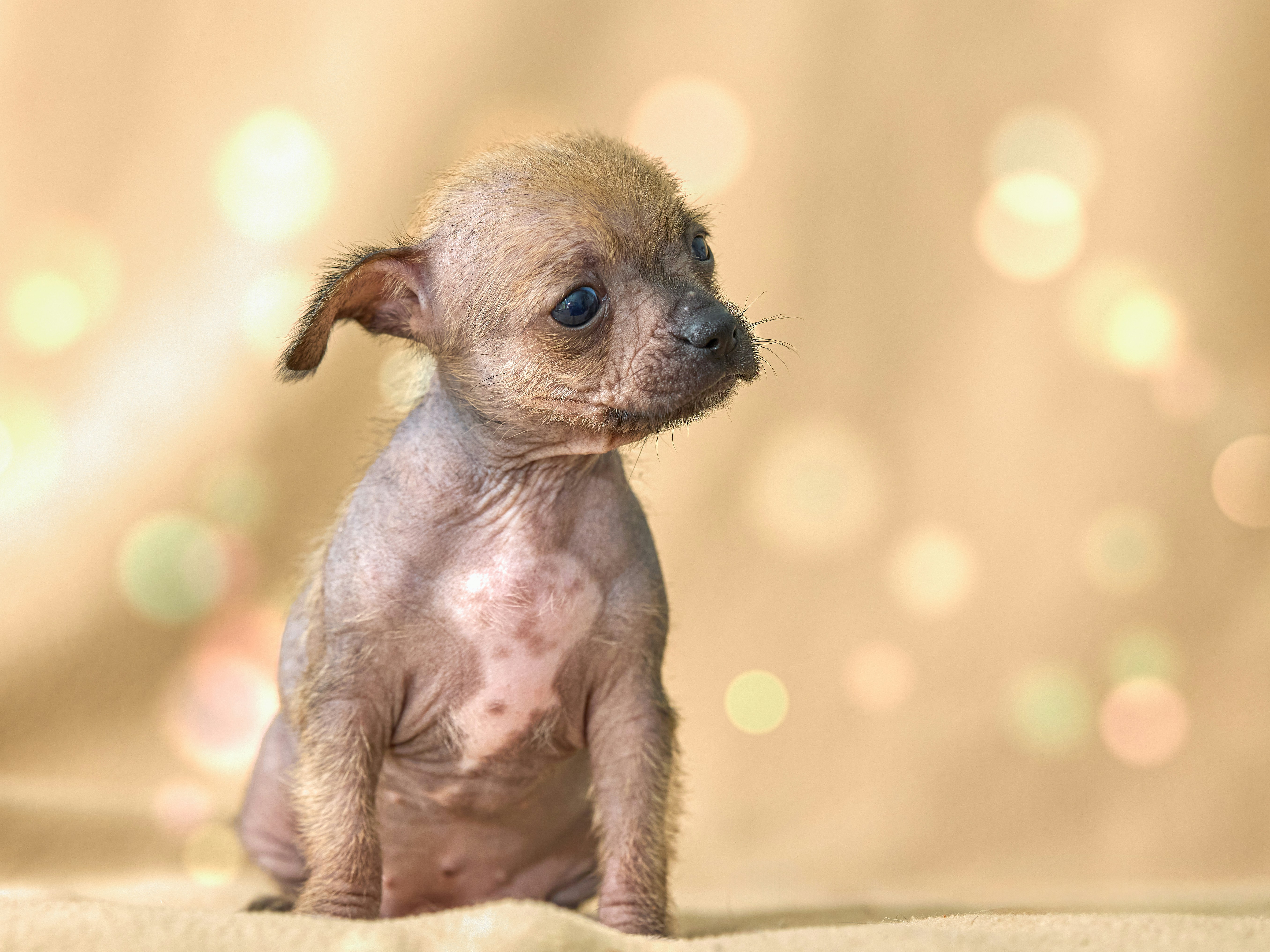 Whimsical Portrait of a Pint-Sized Pup