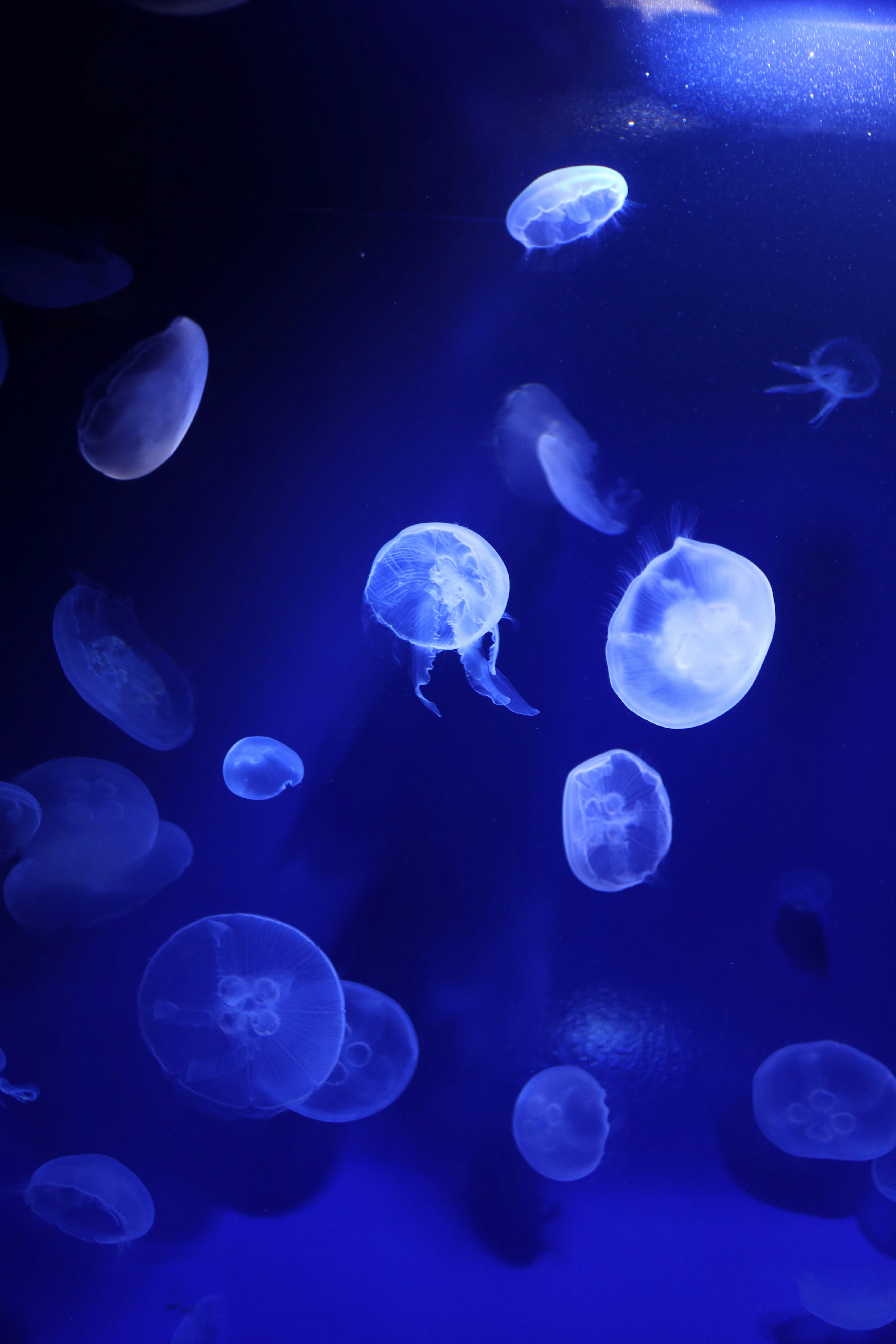 Several translucent jellyfish float in deep blue water.
