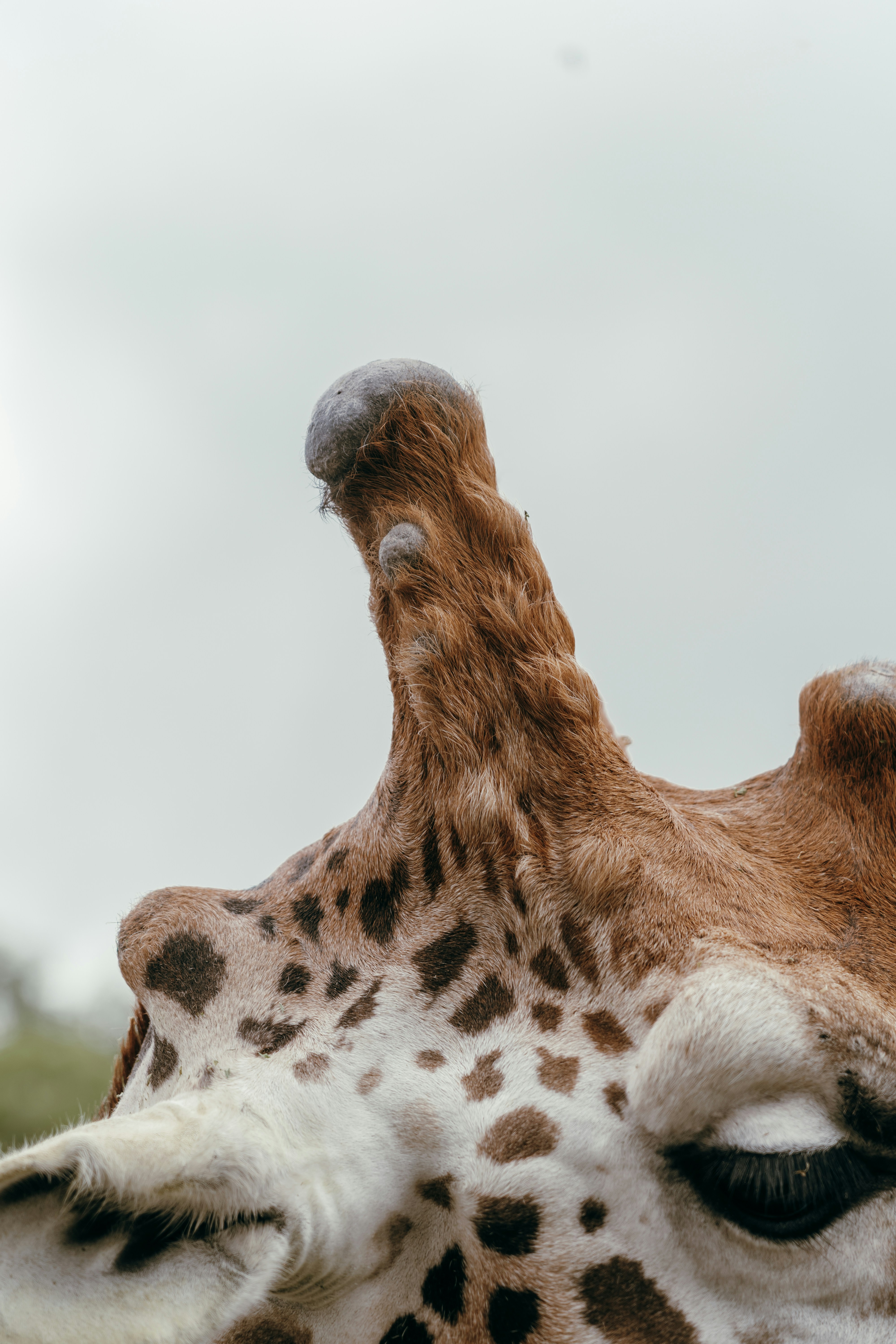 Close up of a giraffe's head and ossicones photo – Free Image on Unsplash