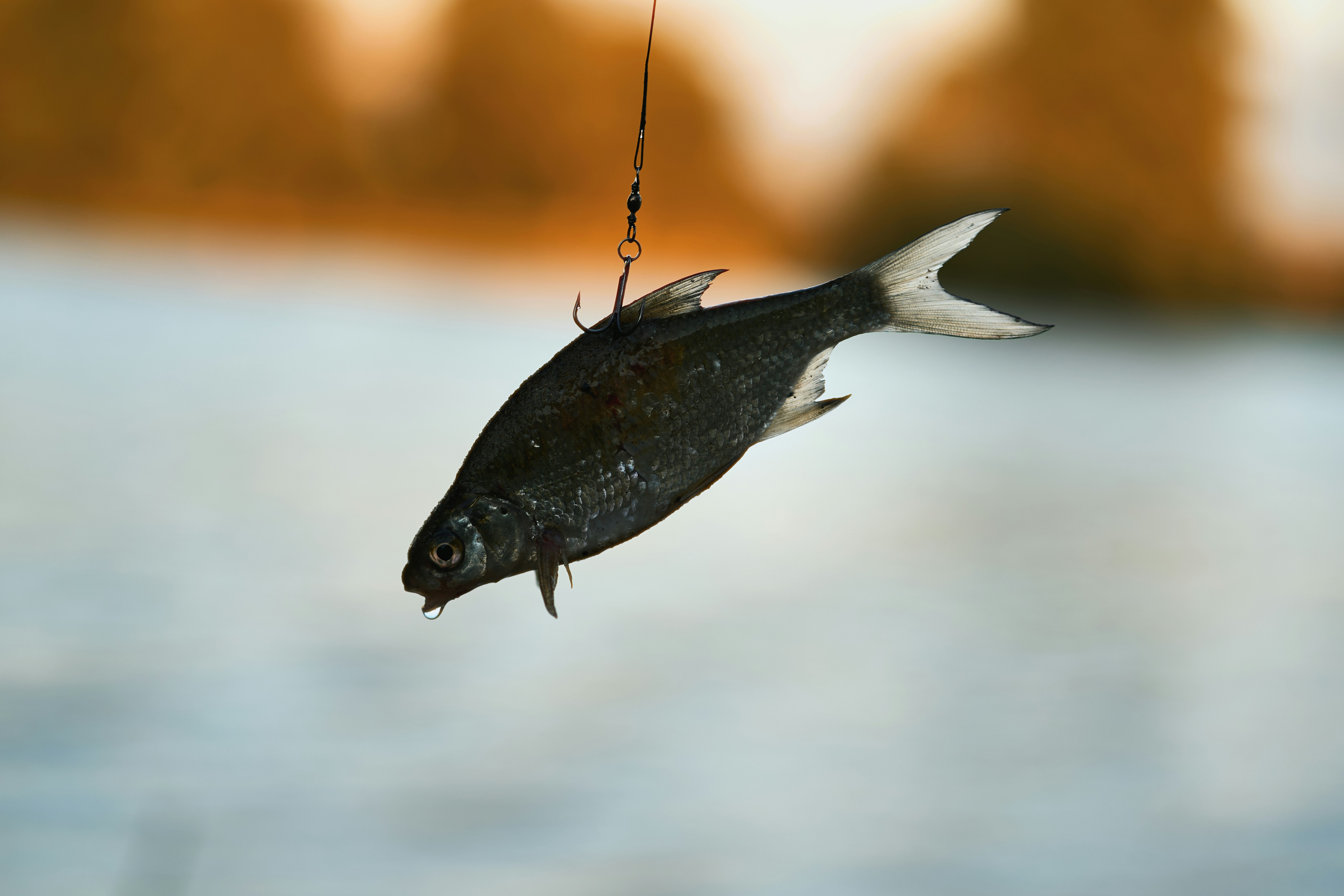 Caught in the Moment: A Fisherman's Prize