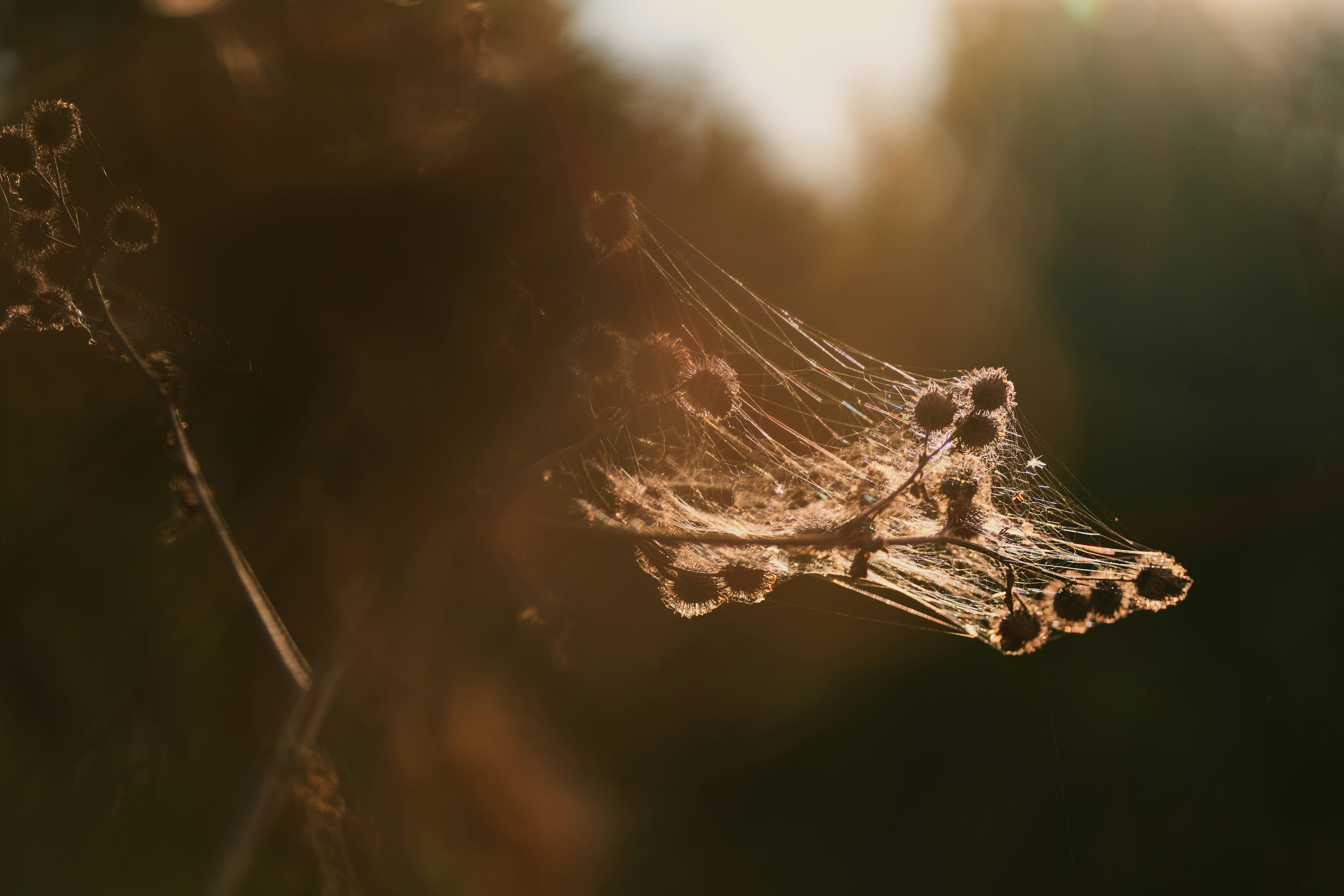 Morning Beadwork: Dew-Tinged Spider Web in Golden Hour Light