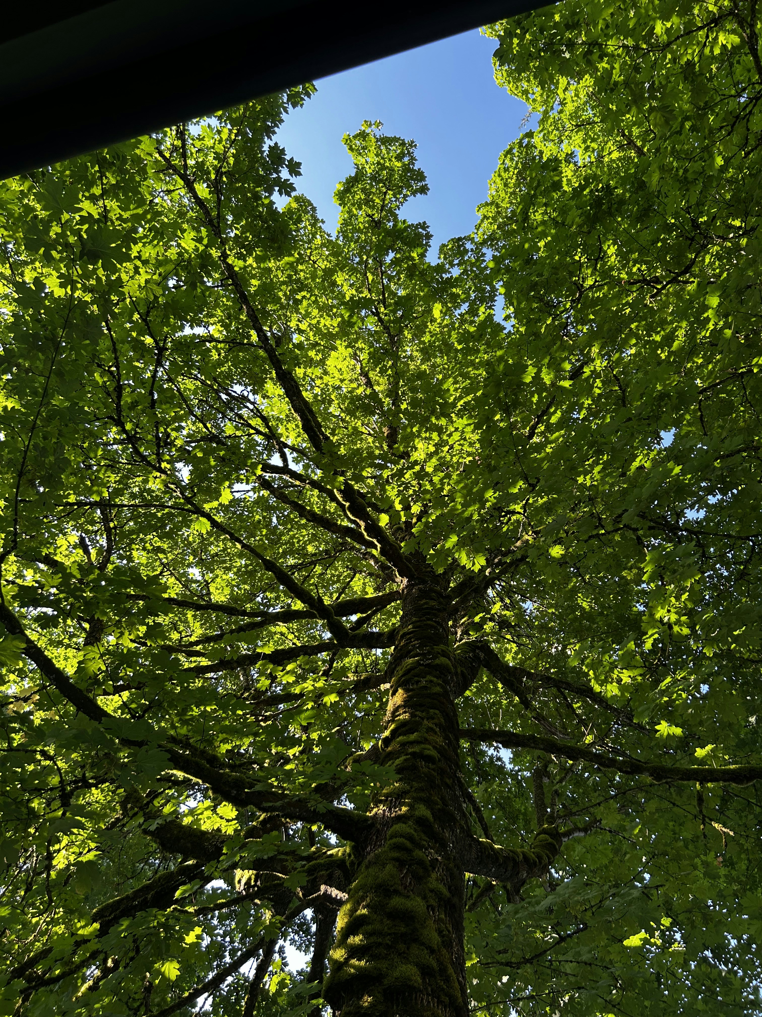 Looking up at a tall tree with green leaves