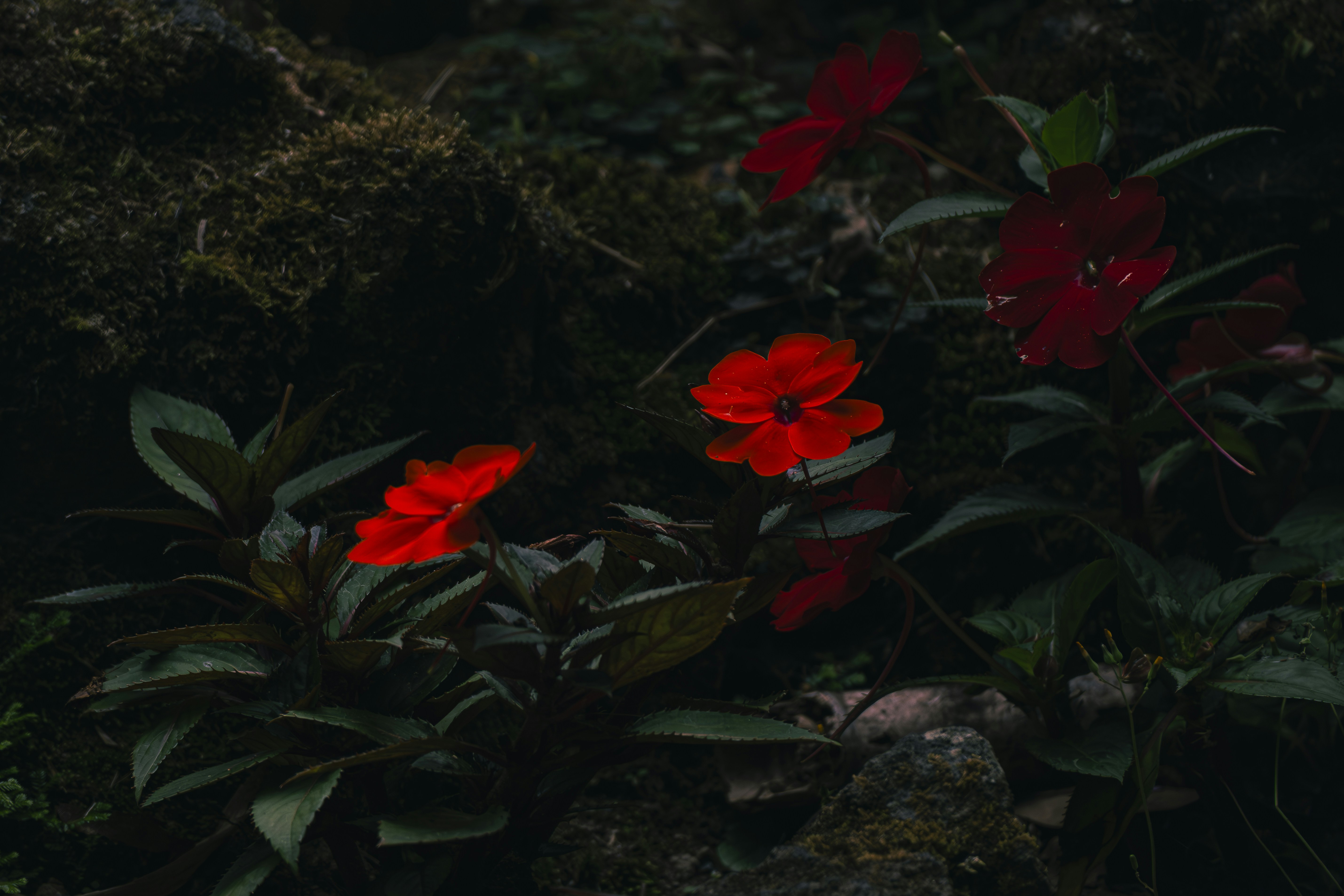 Crimson Blooms Amidst Shadows