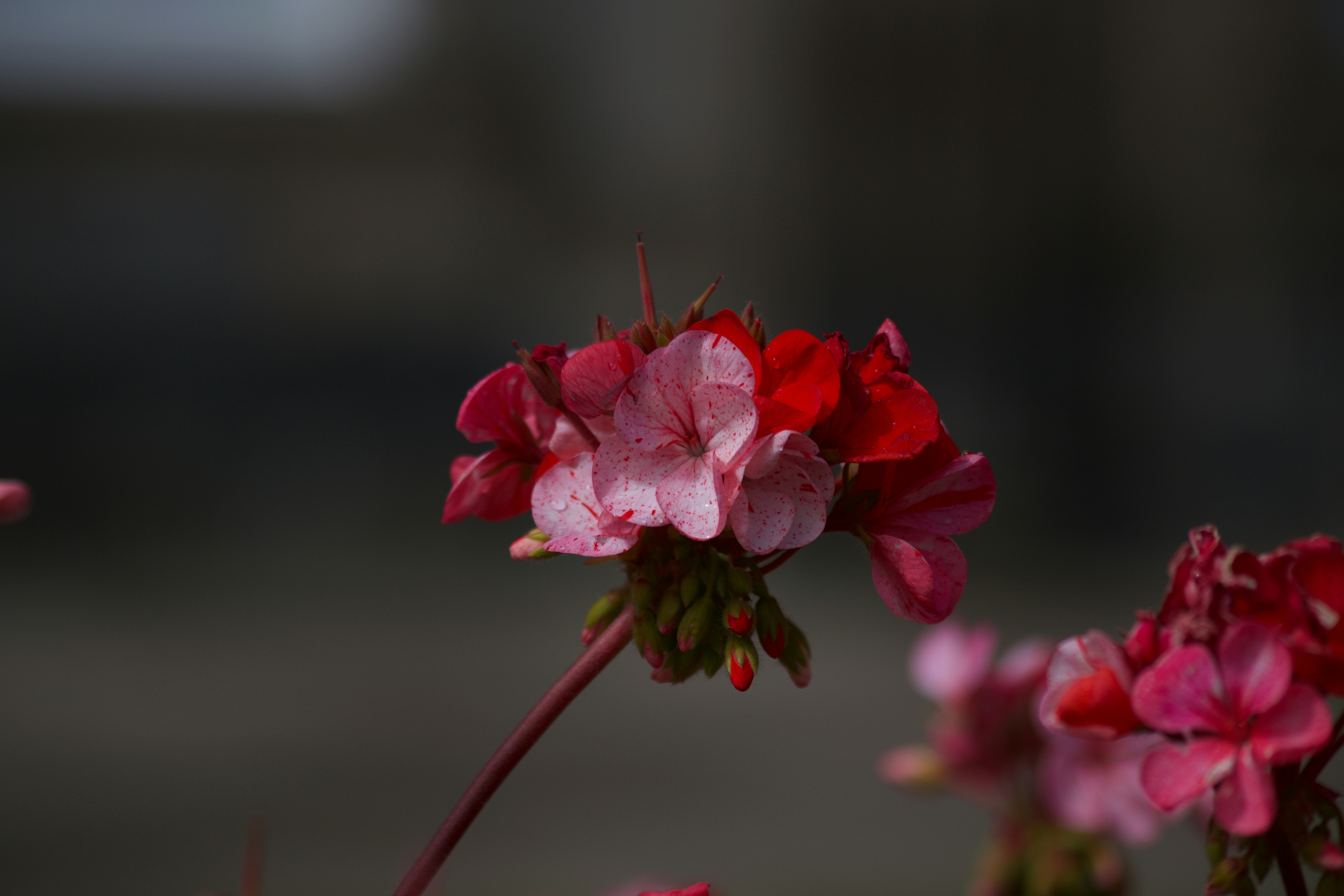 Whispers of Spring: A Floral Embrace