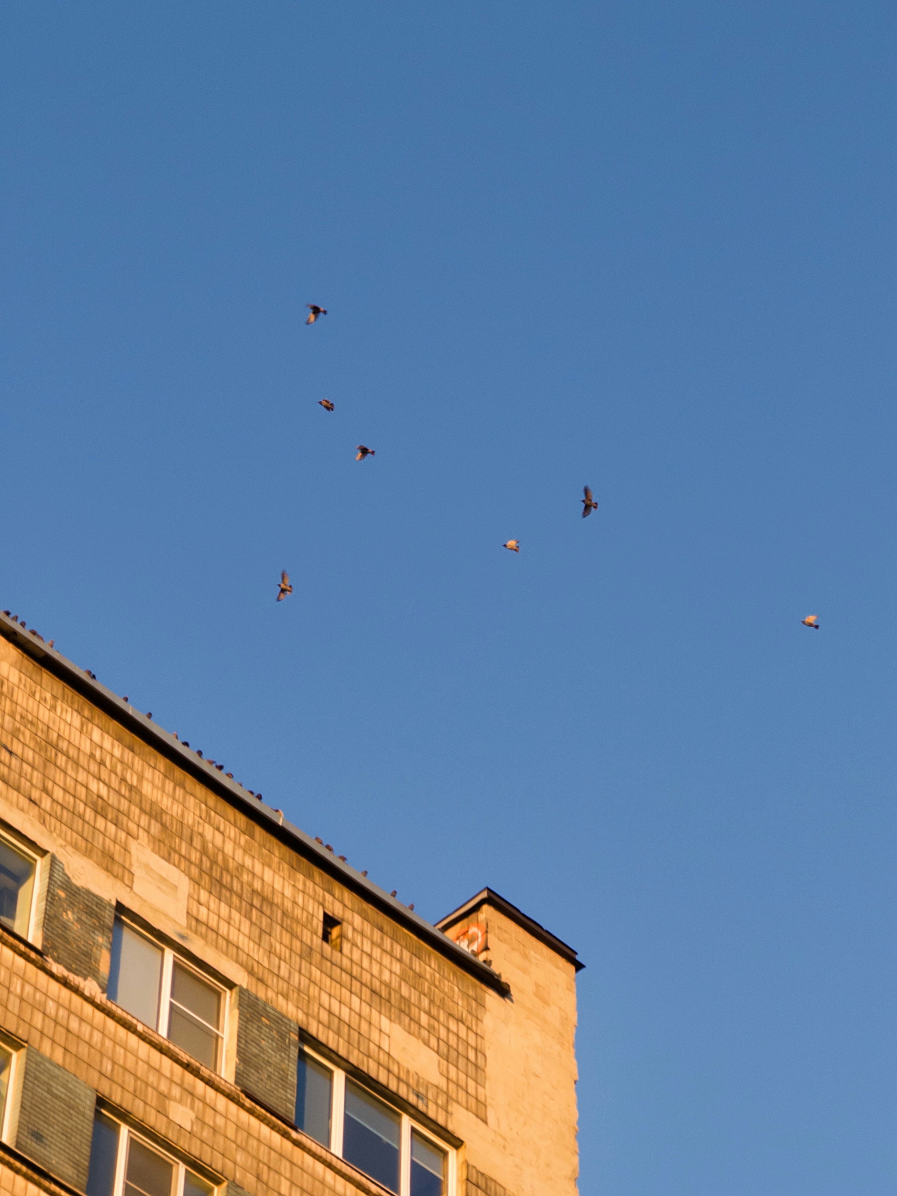 Urban Flight: A Dance Above the Cityscape