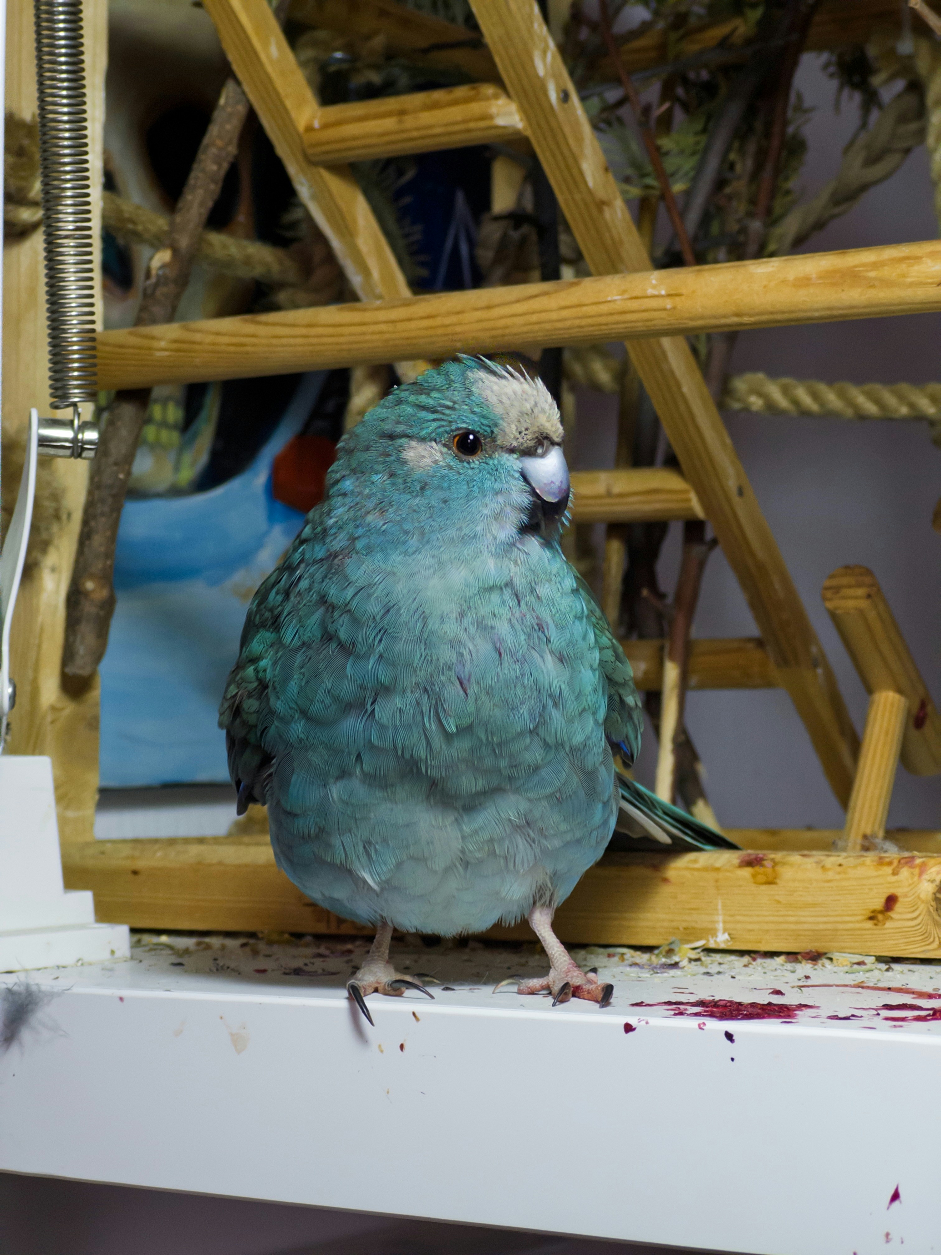 Aqua-Hued Avian Charm