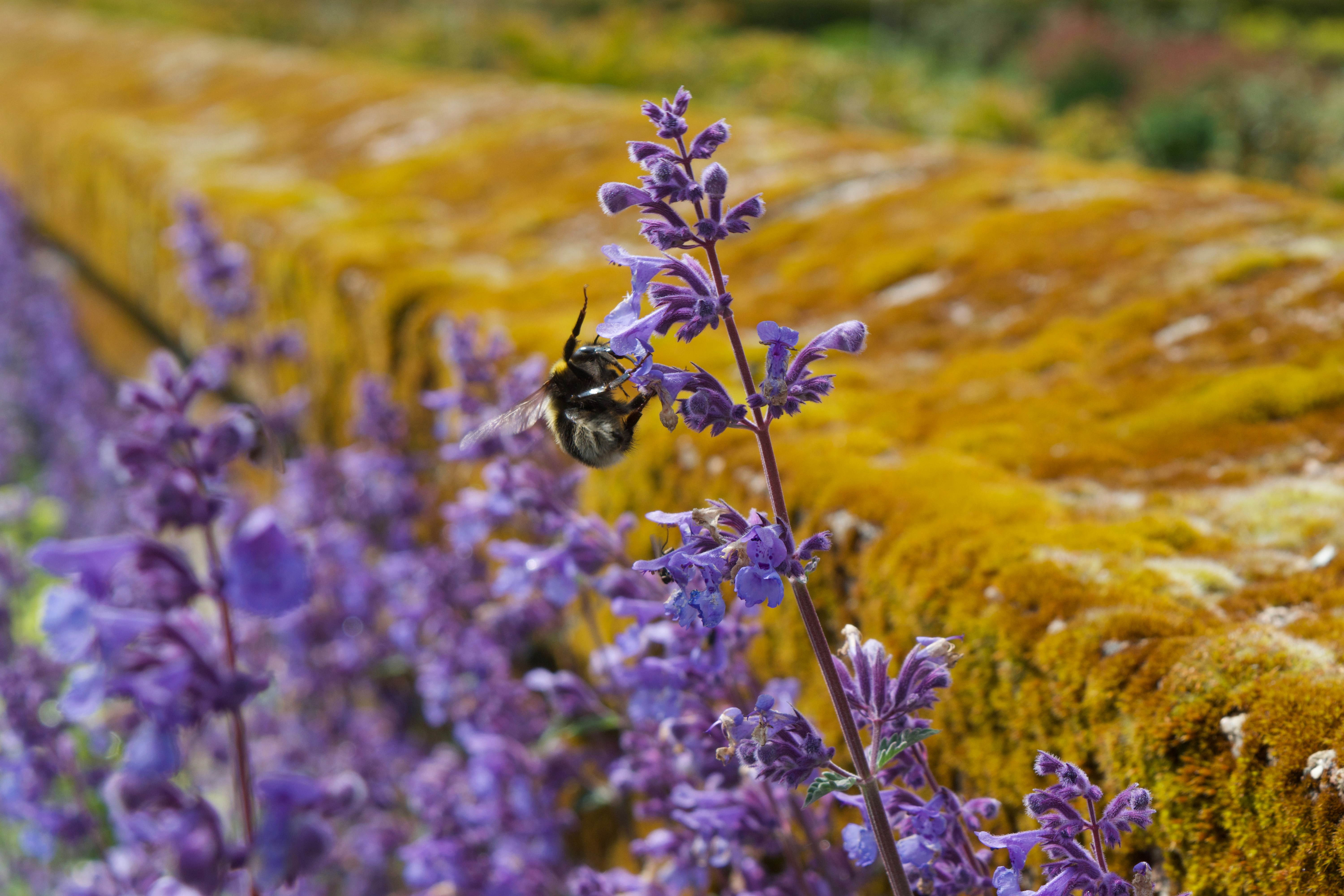 Nature's Busy Artisan: A Bumblebee at Work