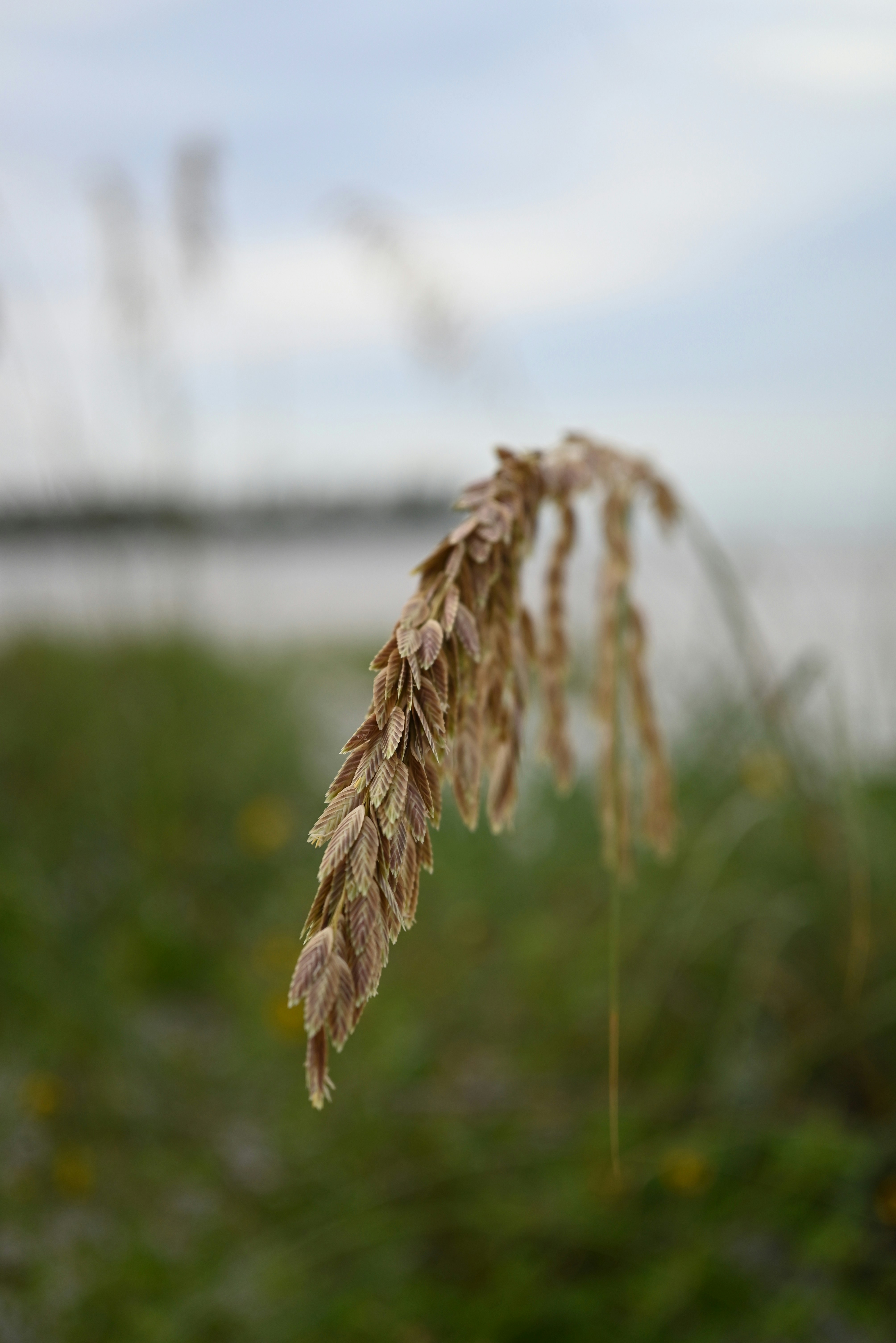 A dried stalk of sea oats on a sandy beach.