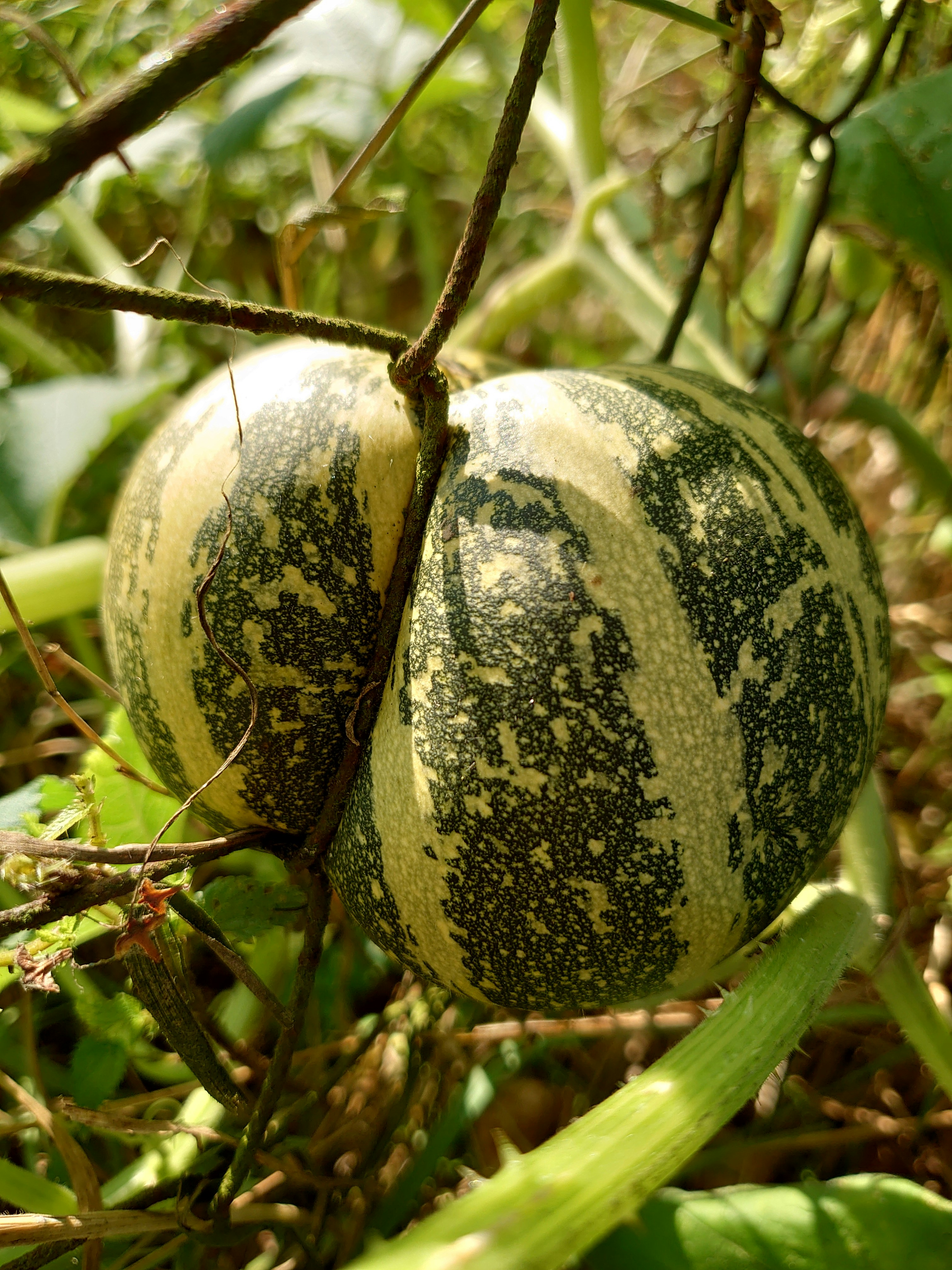 Dýně na útěku | A striped pumpkin growing on a vine