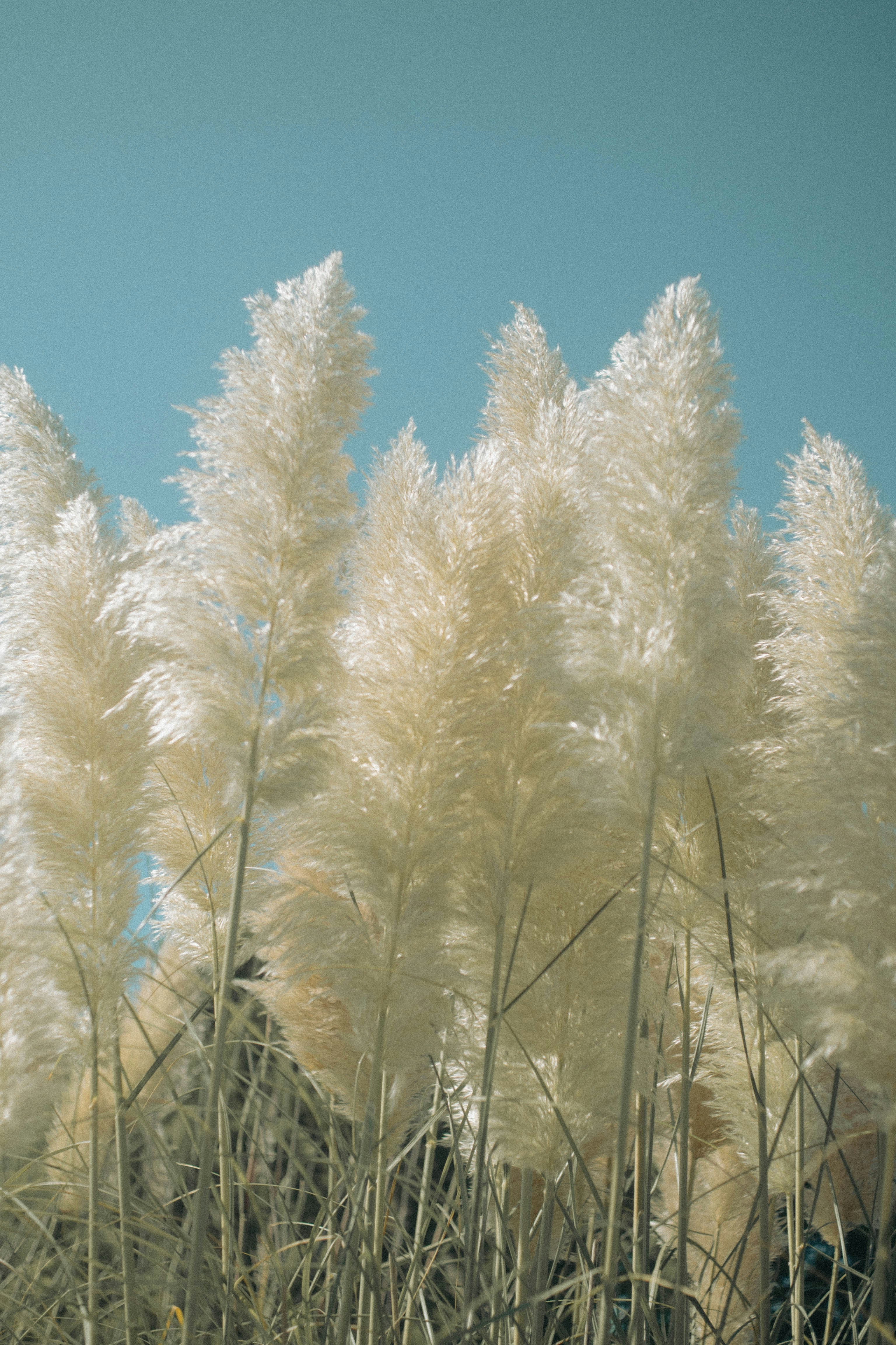 Tall pampas grass plumes against a clear sky