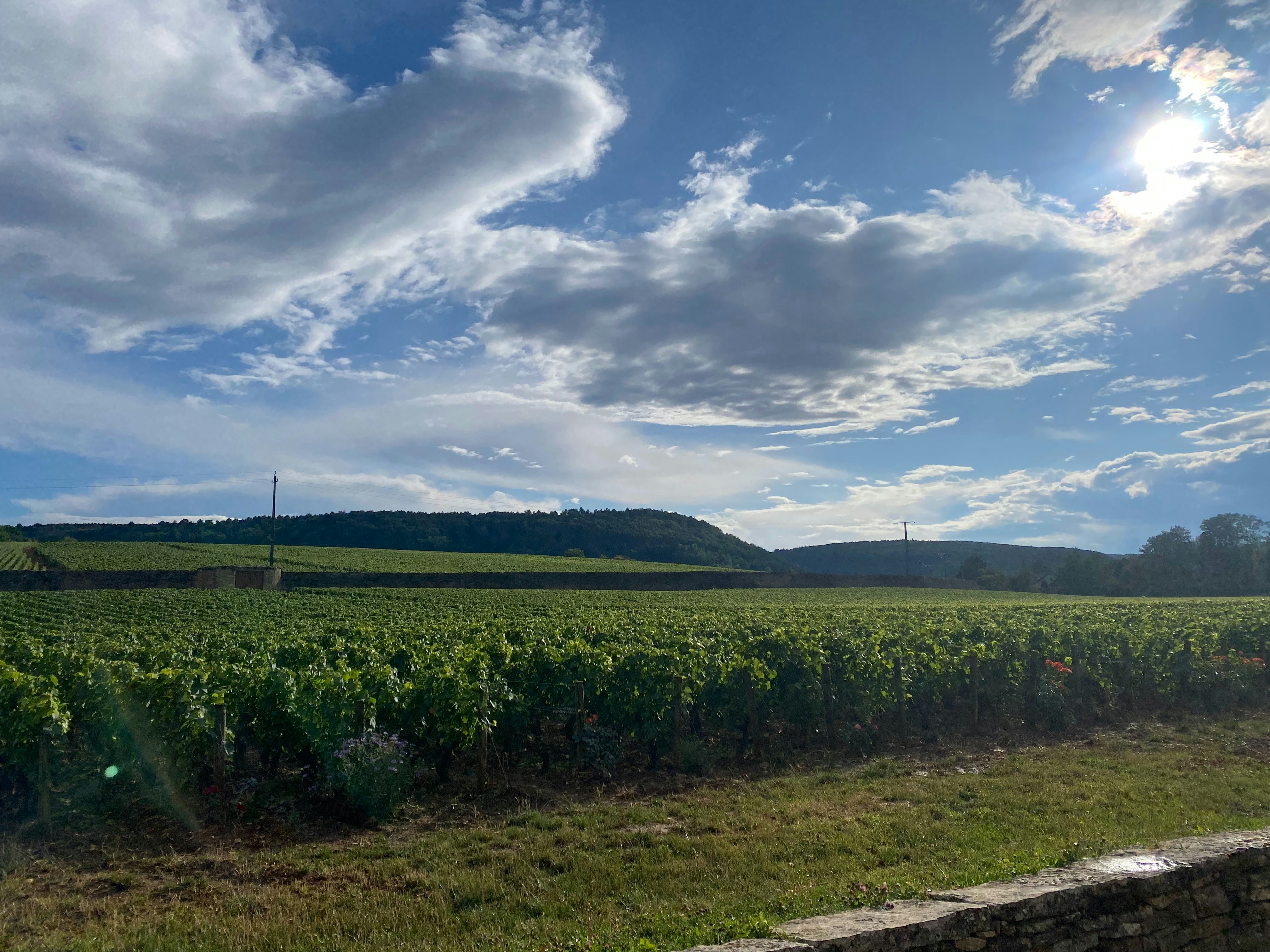 Verdant Vines Under a Dynamic Sky