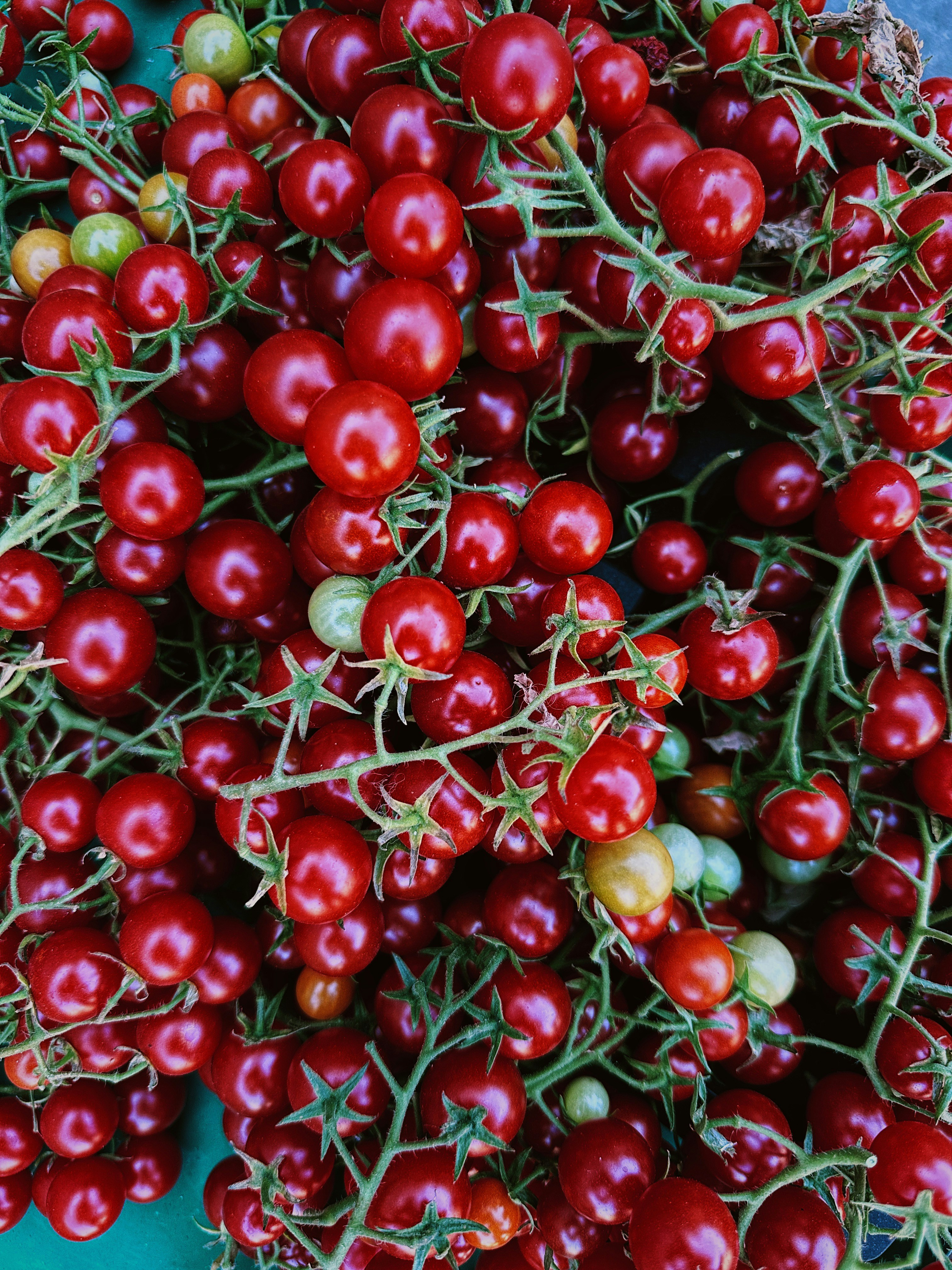 Harvest of Nature's Gems: A Tomato Tapestry