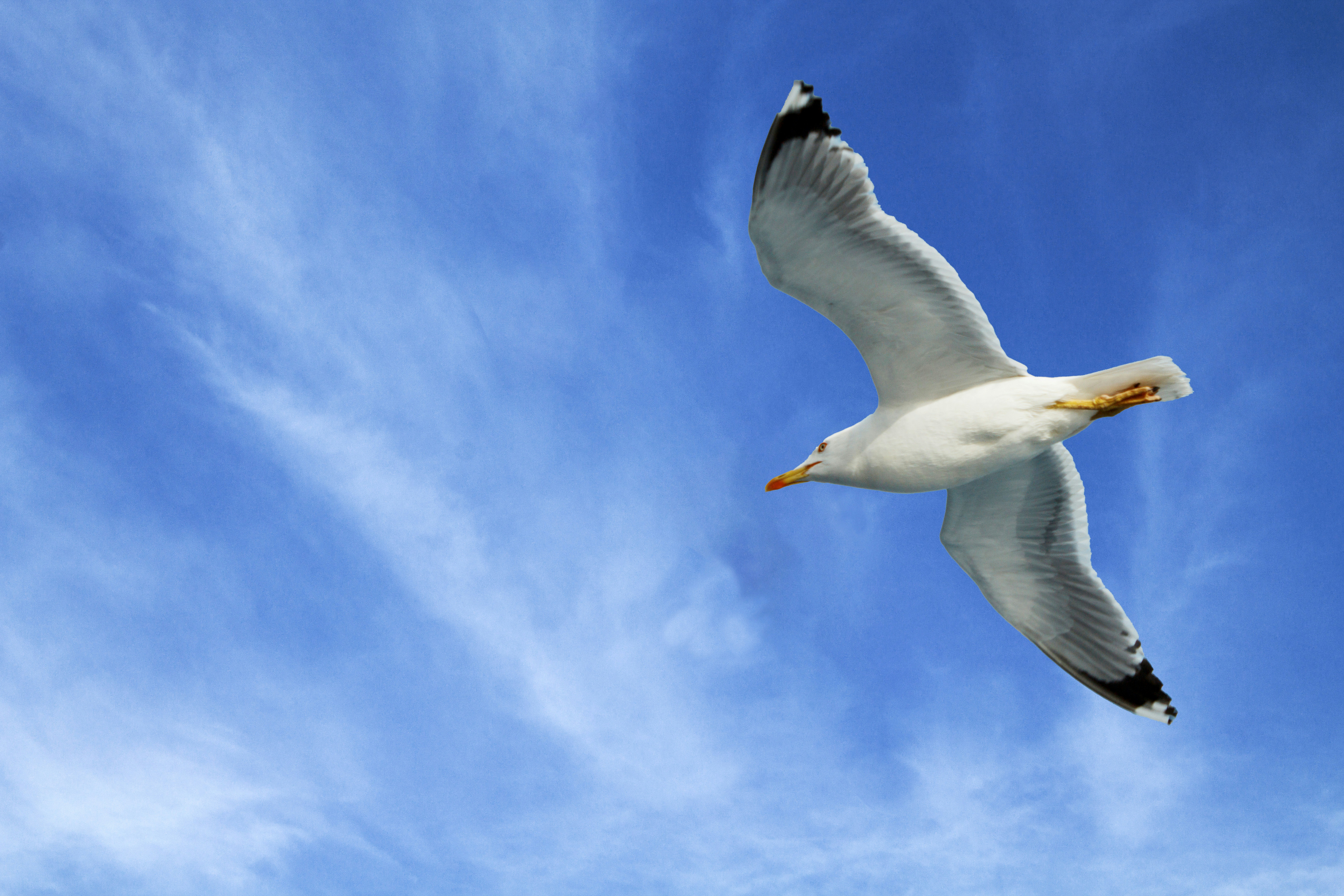 Soaring Elegance: A Seagull's Dance in the Sky