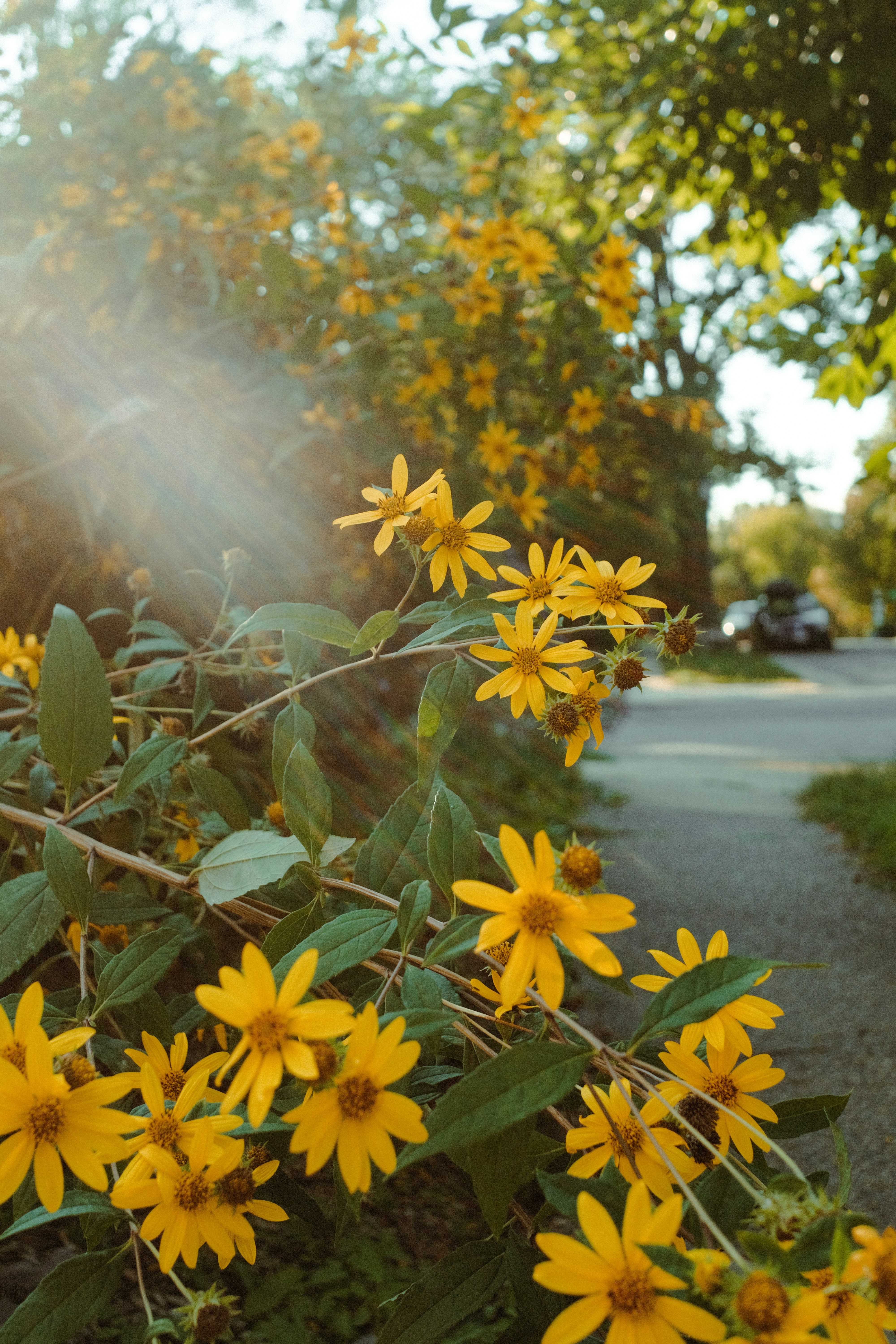 Yellow flowers bloom along a sidewalk with trees.