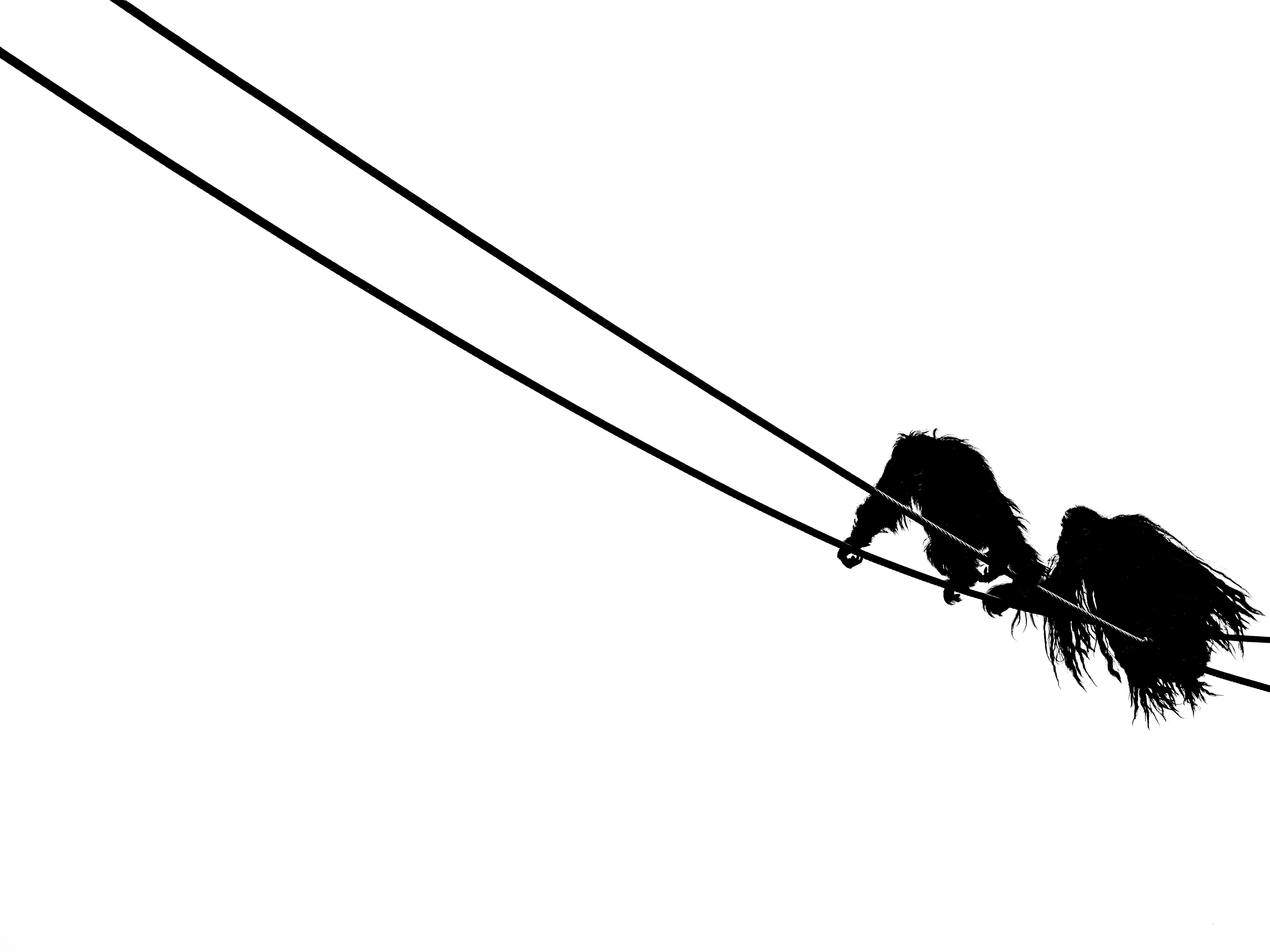 Two orangeutans on ropes | Two orangutans silhouette on power lines