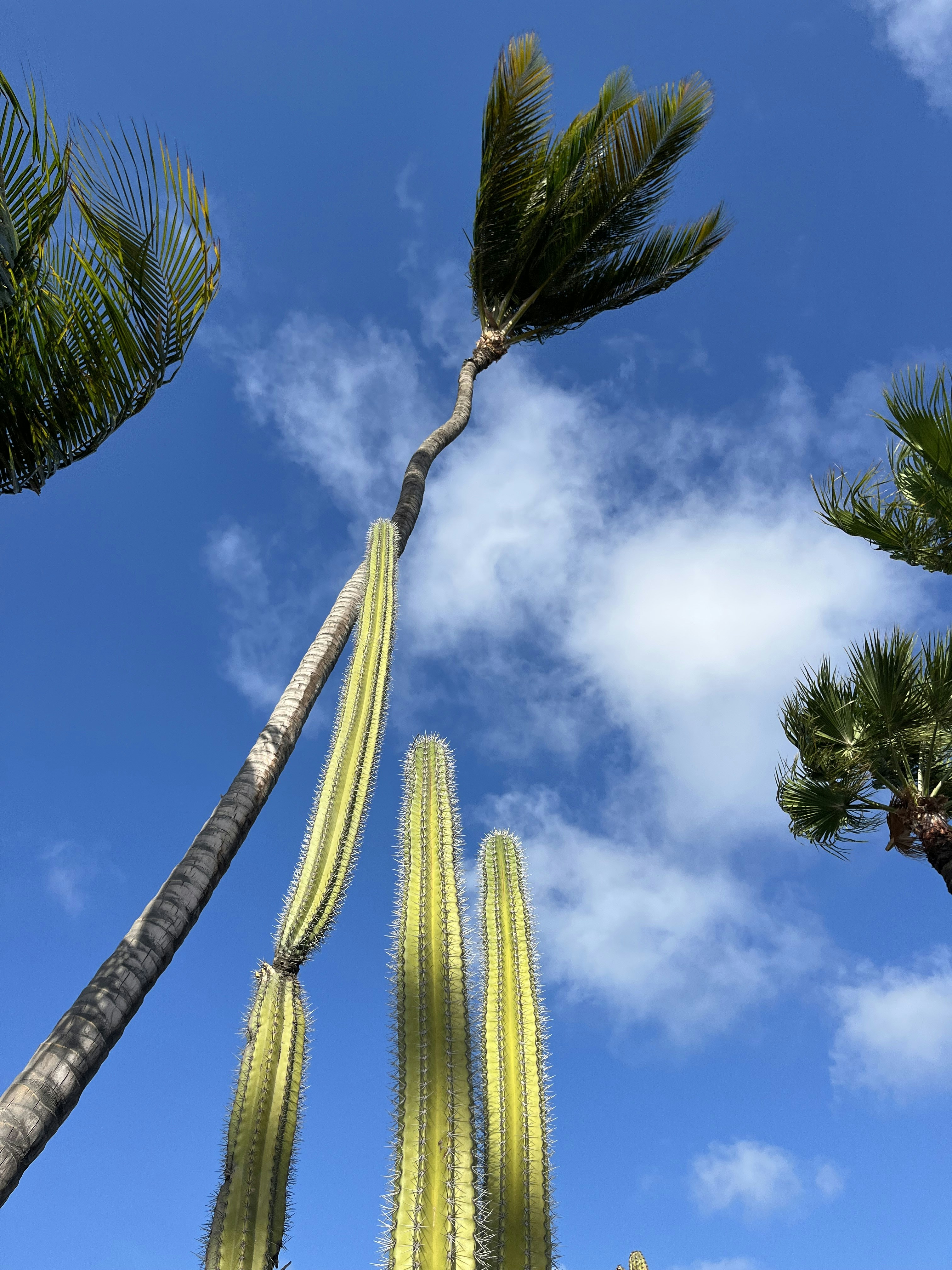 Vertical Symphony of Nature
